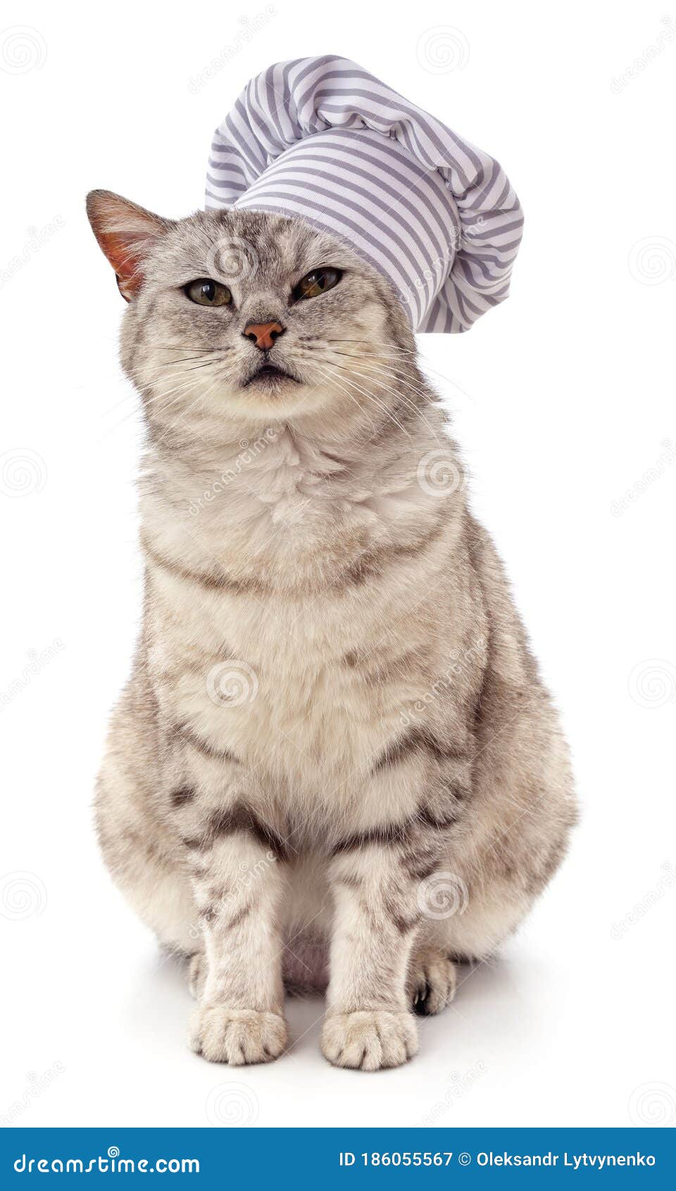 Gray cat in a chef`s hat stock image. Image of cute - 186055567