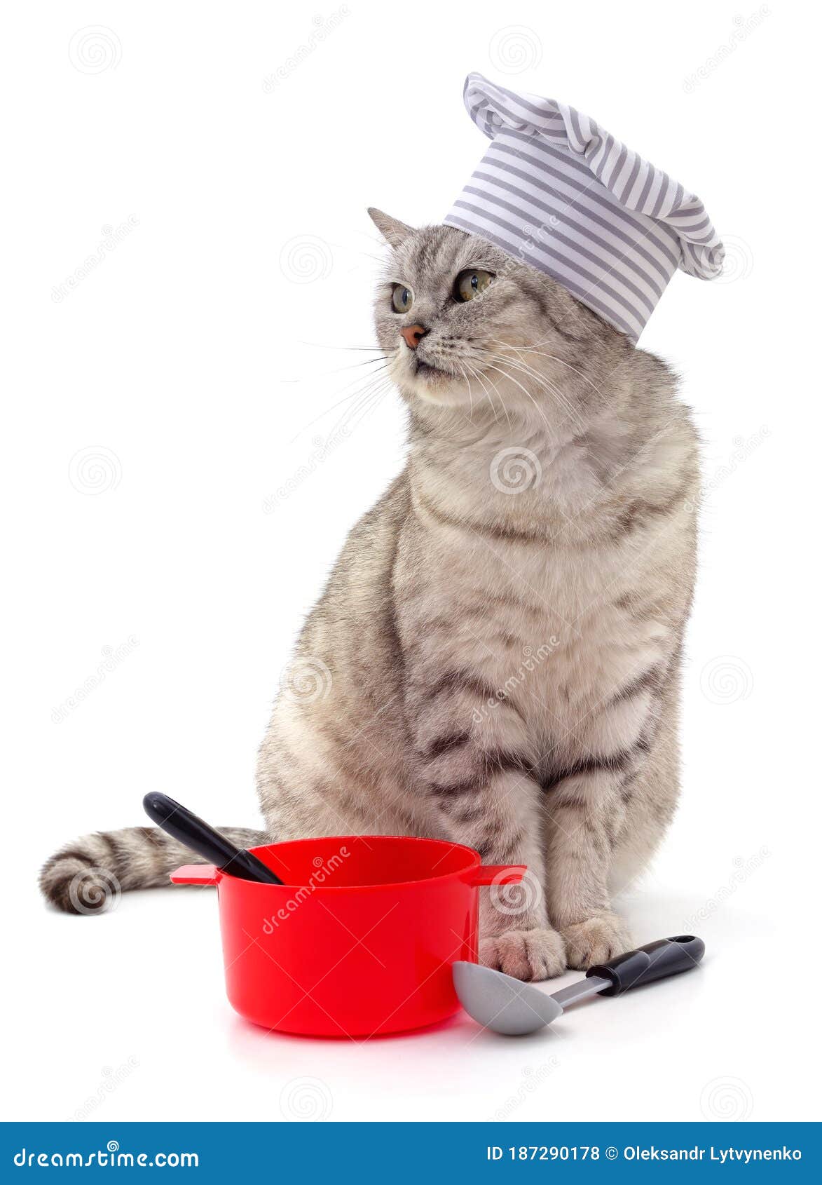 Gray cat in a chef`s hat stock photo. Image of chef - 187290178