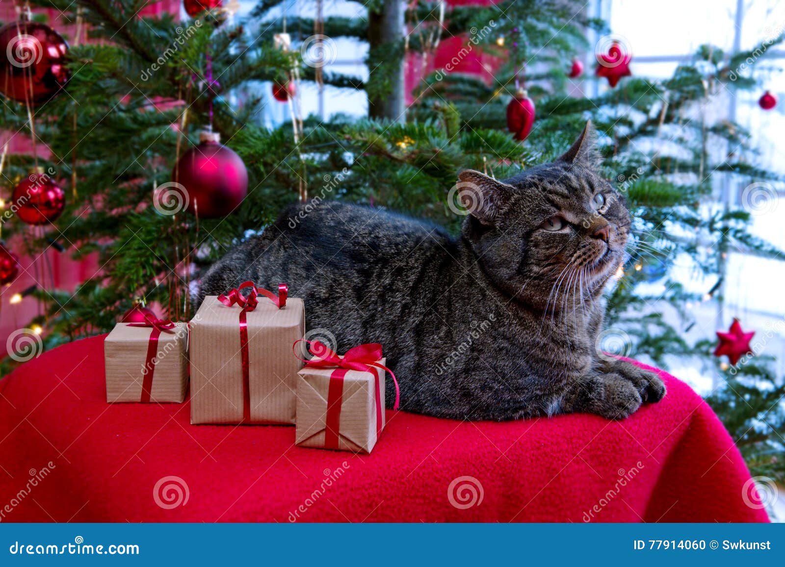Gray Cat and Christmas Gifts. Stock Photo - Image of gift, colorful ...
