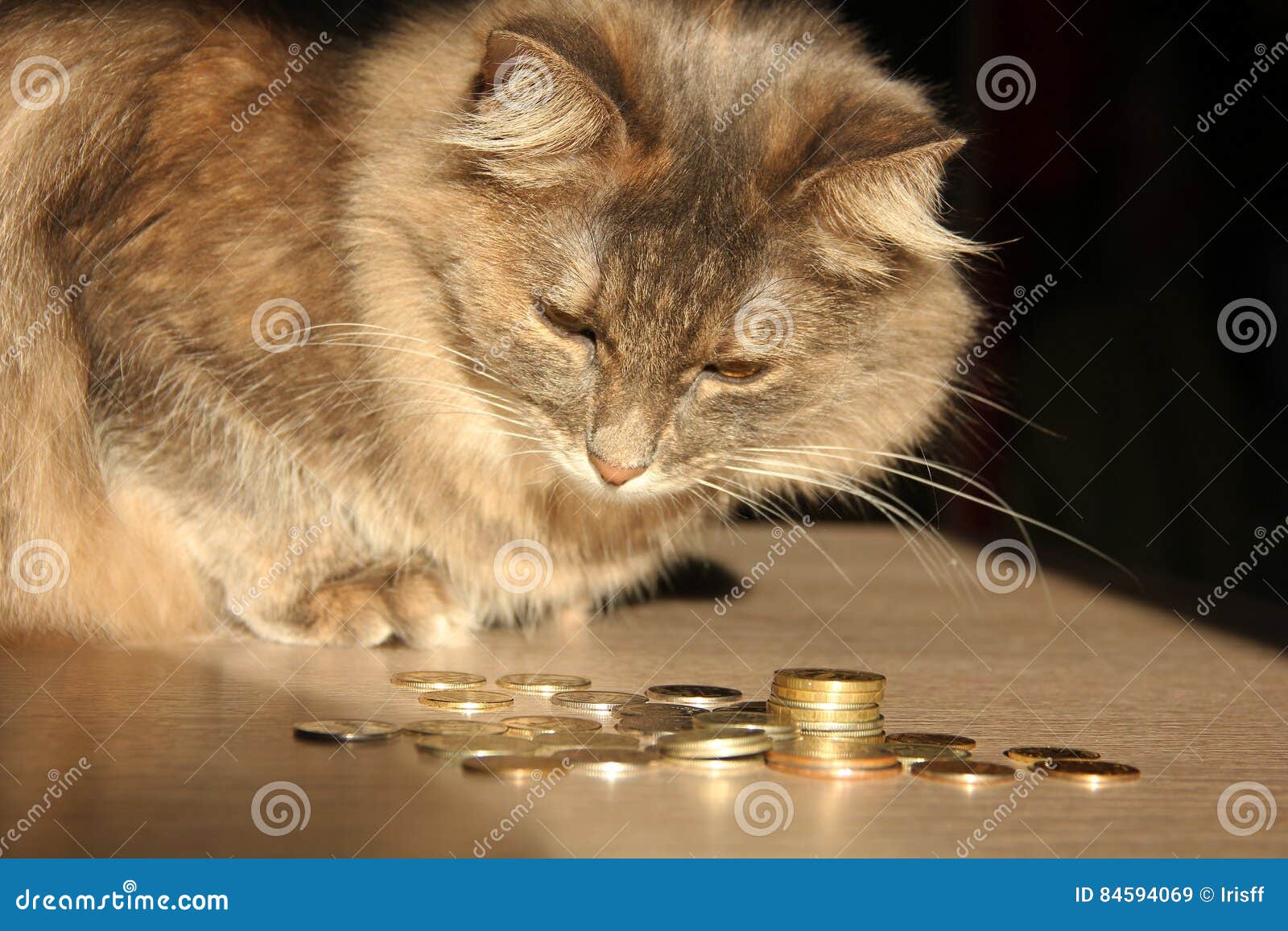 Gray cat and coins stock image. Image of money, animal - 84594069