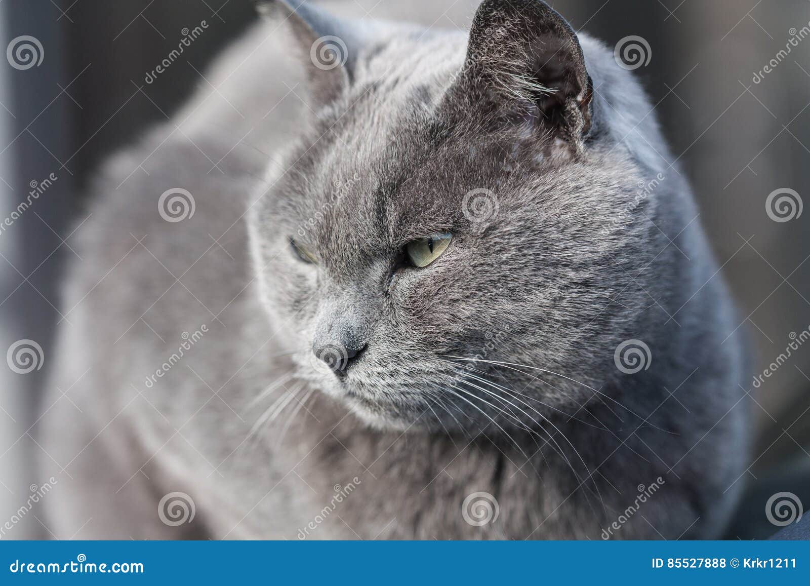 Gray cat cool face stock photo. Image of asia, outdoor - 85527888