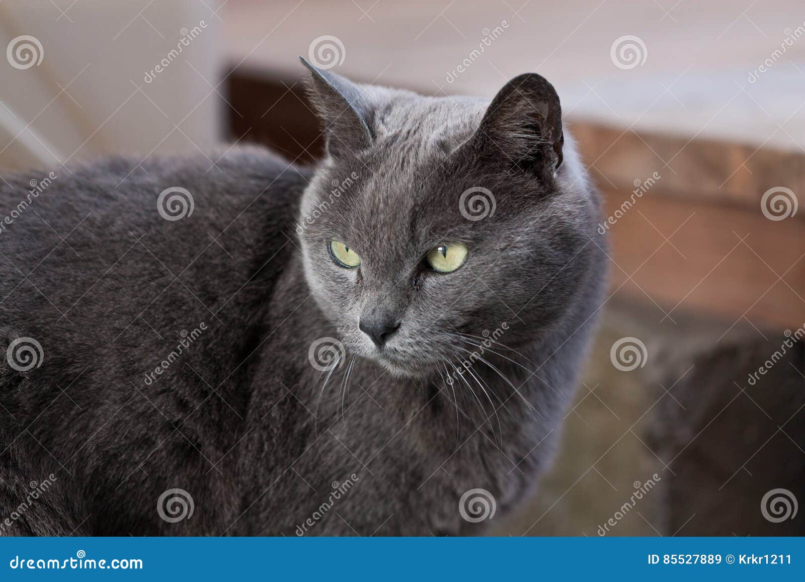 Gray cat cool face stock image. Image of kitty, foot - 85527889