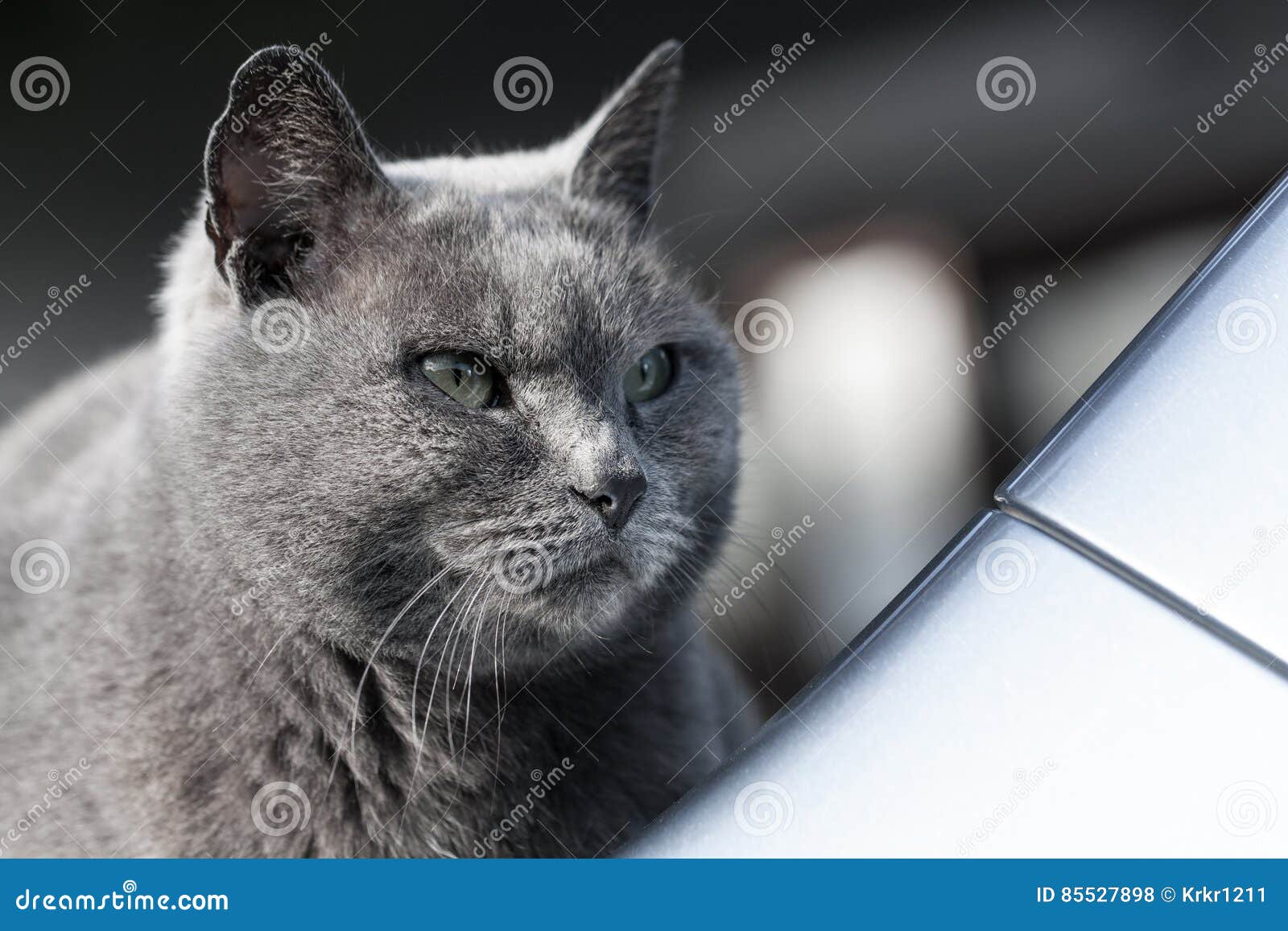 Gray cat cool face stock photo. Image of body, feel, eyed - 85527898