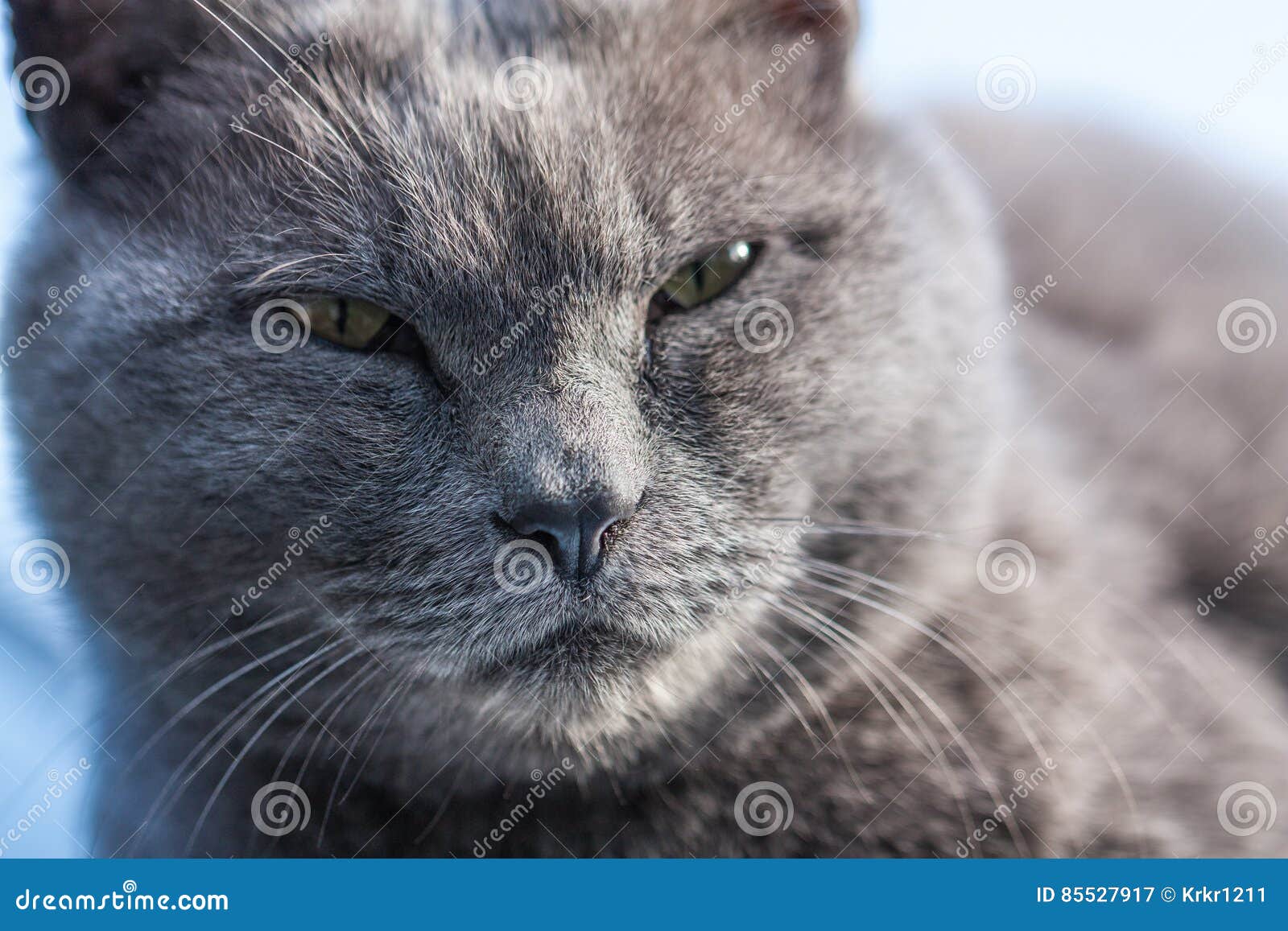 Gray cat cool face stock image. Image of baby, kitty - 85527917