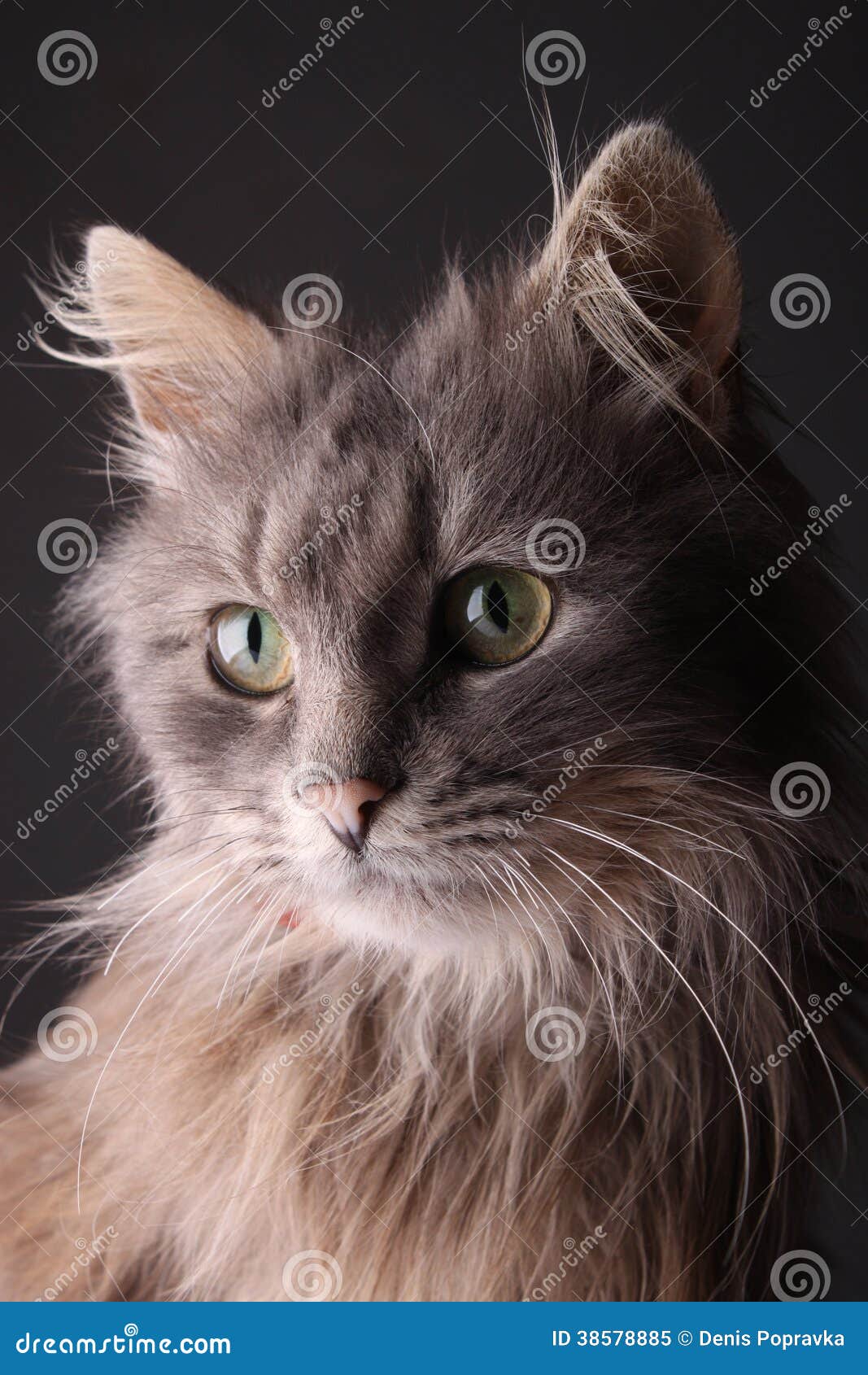Gray cat stock image. Image of front, pattern, mammal - 38578885