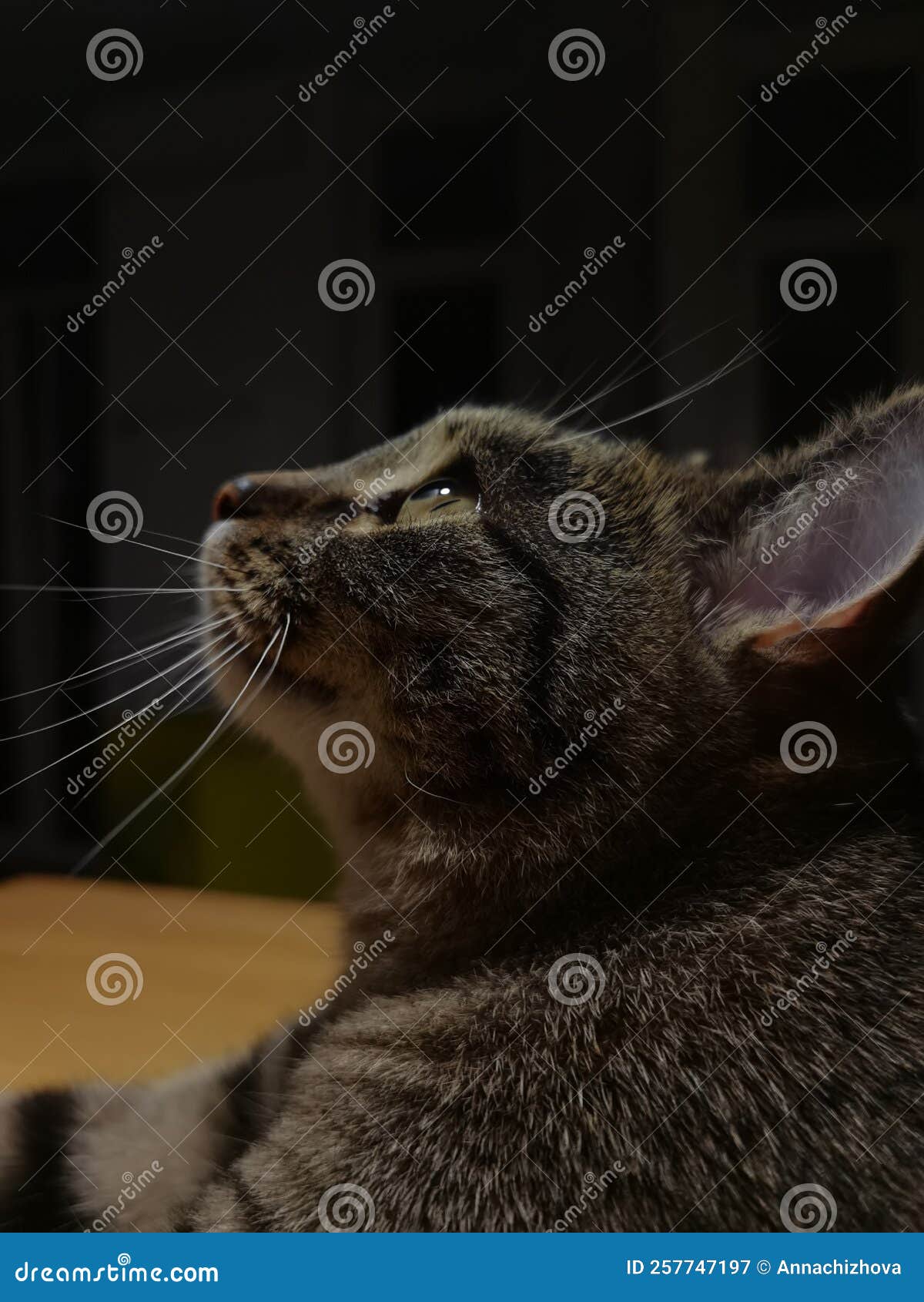 Gray Cat on a Dark Background, Beautiful Textured Fur. Stock Image ...