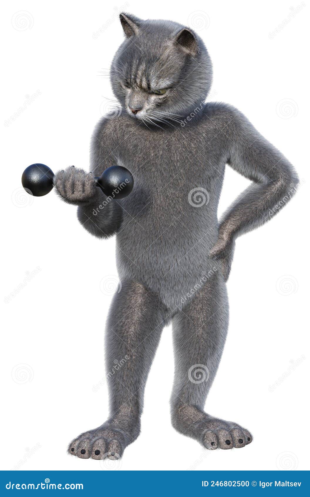 Gray Cat Doing Gymnastics with Dumbbells Stock Illustration ...