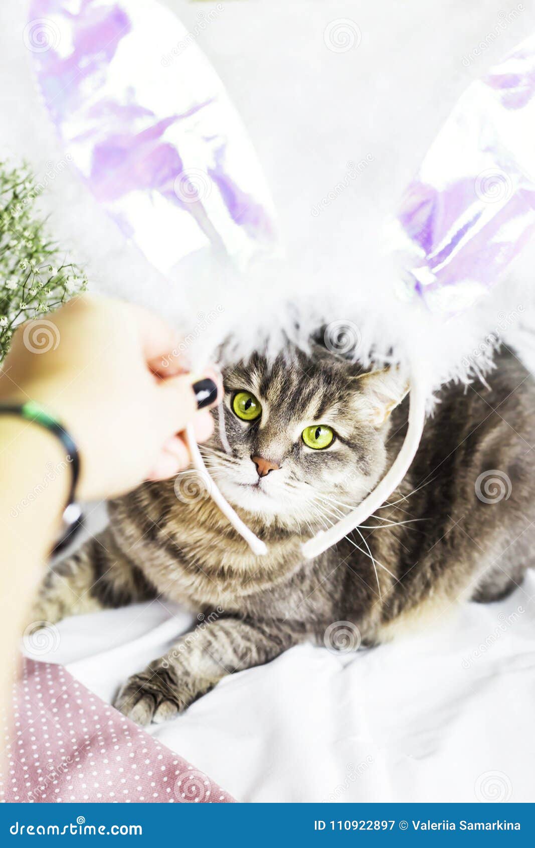A Cat In A Rabbit Costume. Easter Stock Image - Image of season, gray ...
