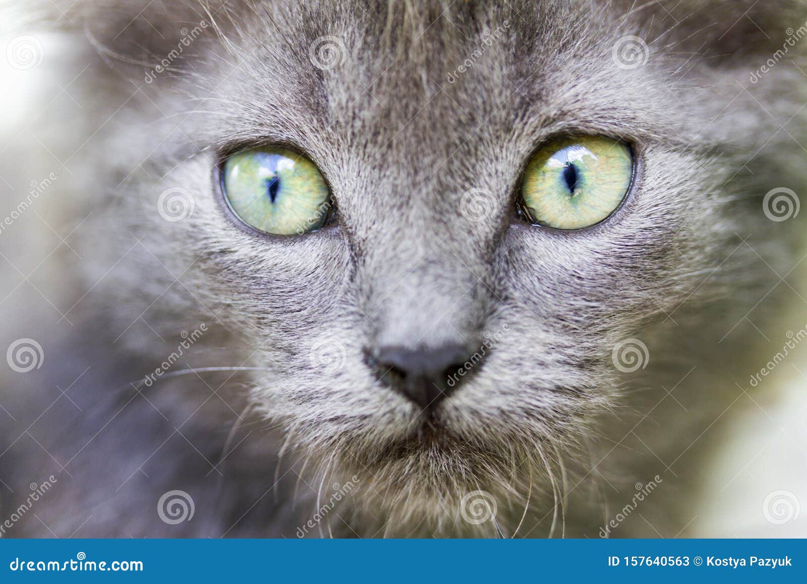 Gray Cat Face with Green Eyes Stock Image - Image of closeup, character ...