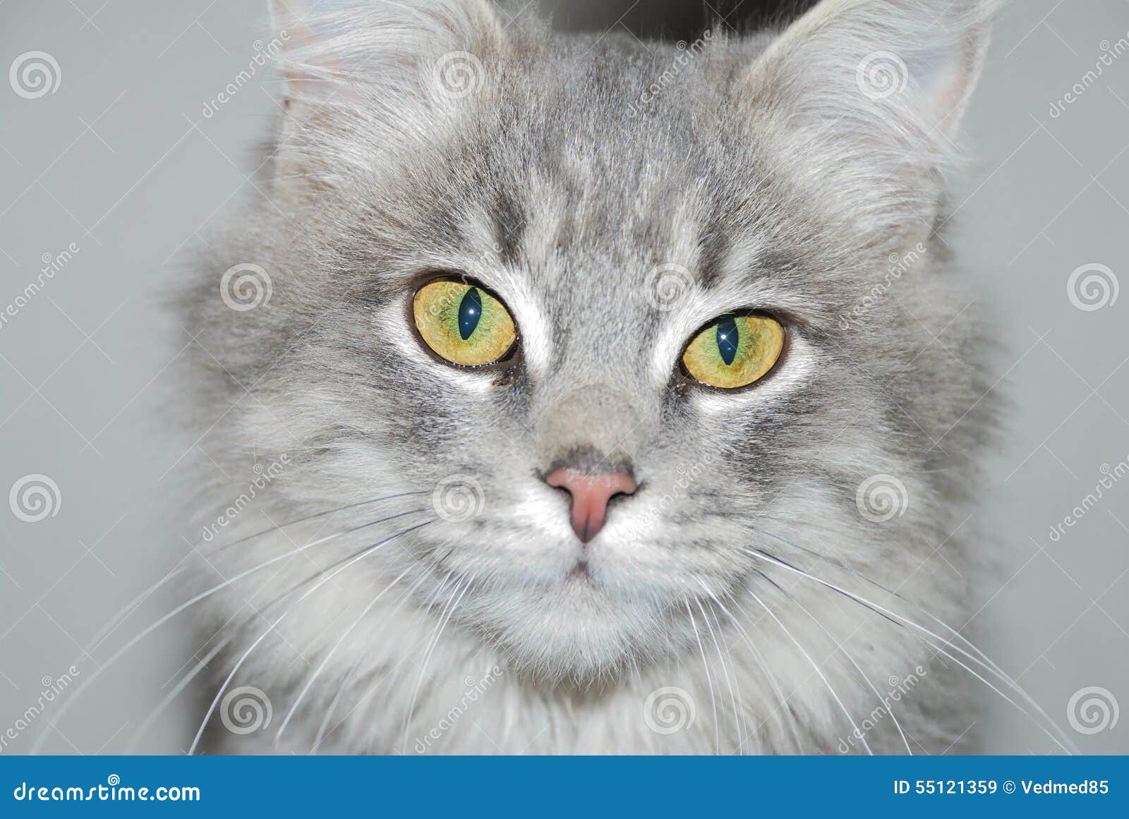 Gray cat stock image. Image of tender, looking, gray - 55121359