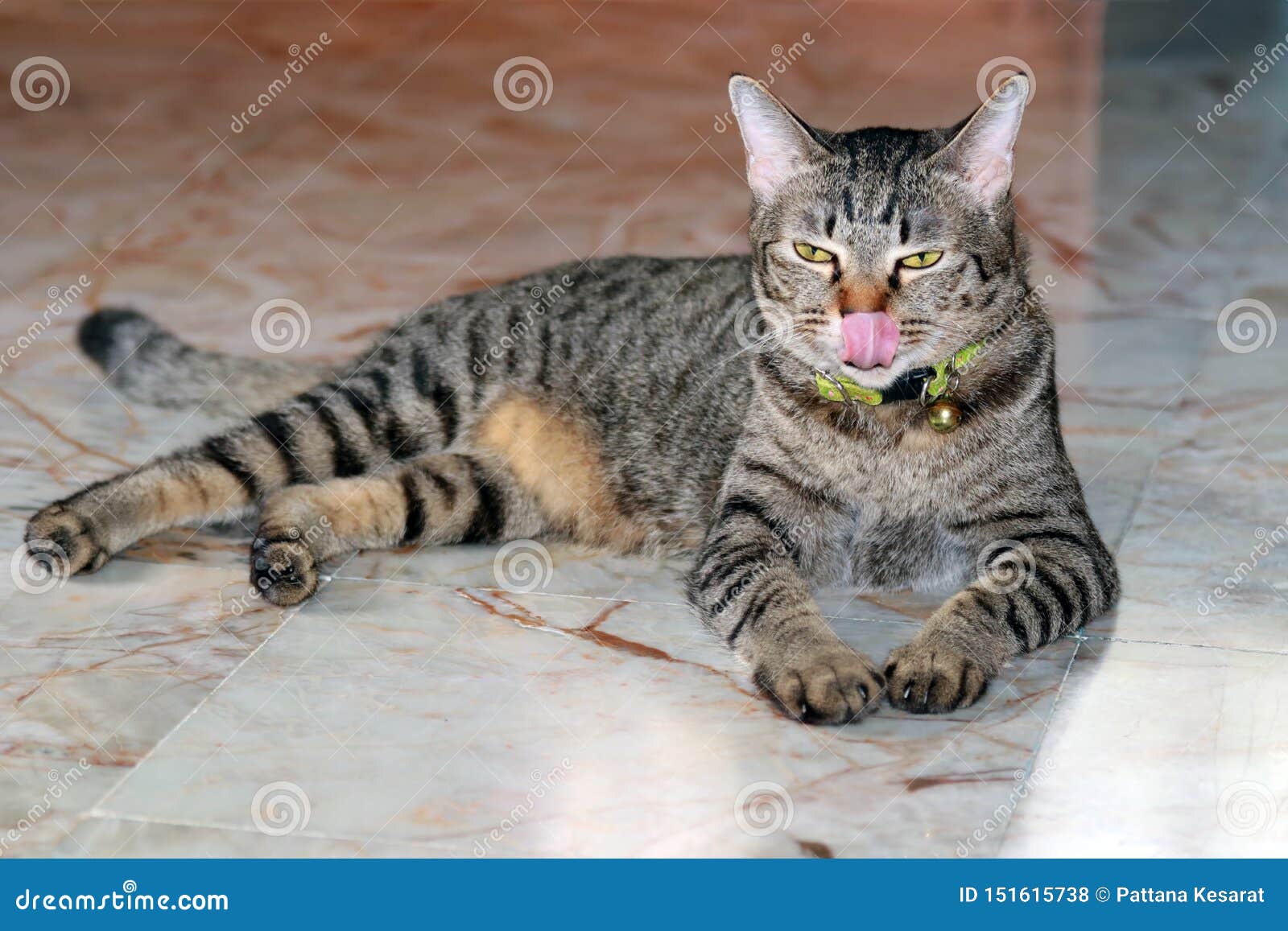 Gray Cat is Flicking Tongue Stock Photo - Image of beautiful, beauty ...