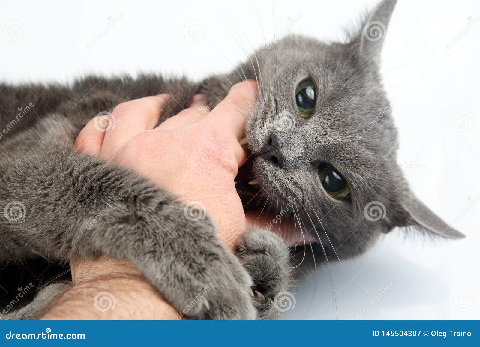 Cat Grabbed Stock Photos - Free & Royalty-Free Stock Photos from Dreamstime