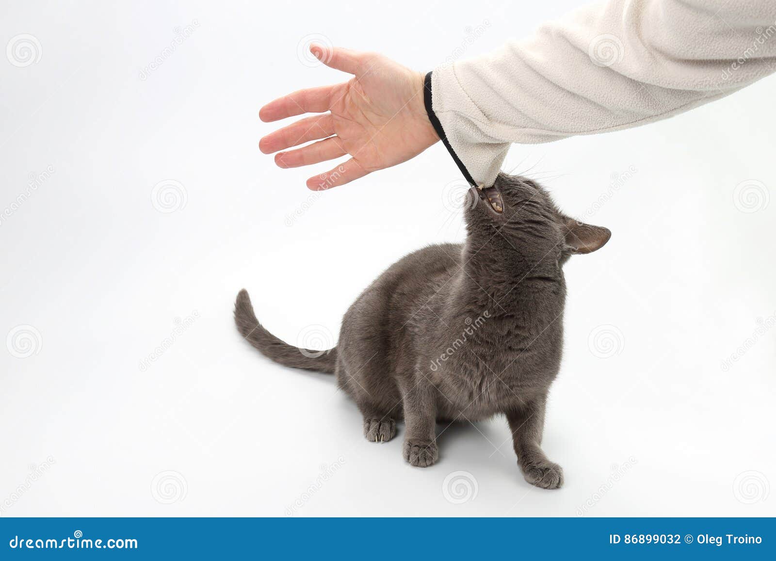Gray Cat Grabbed the Teeth of the Human Hand Stock Photo - Image of ...