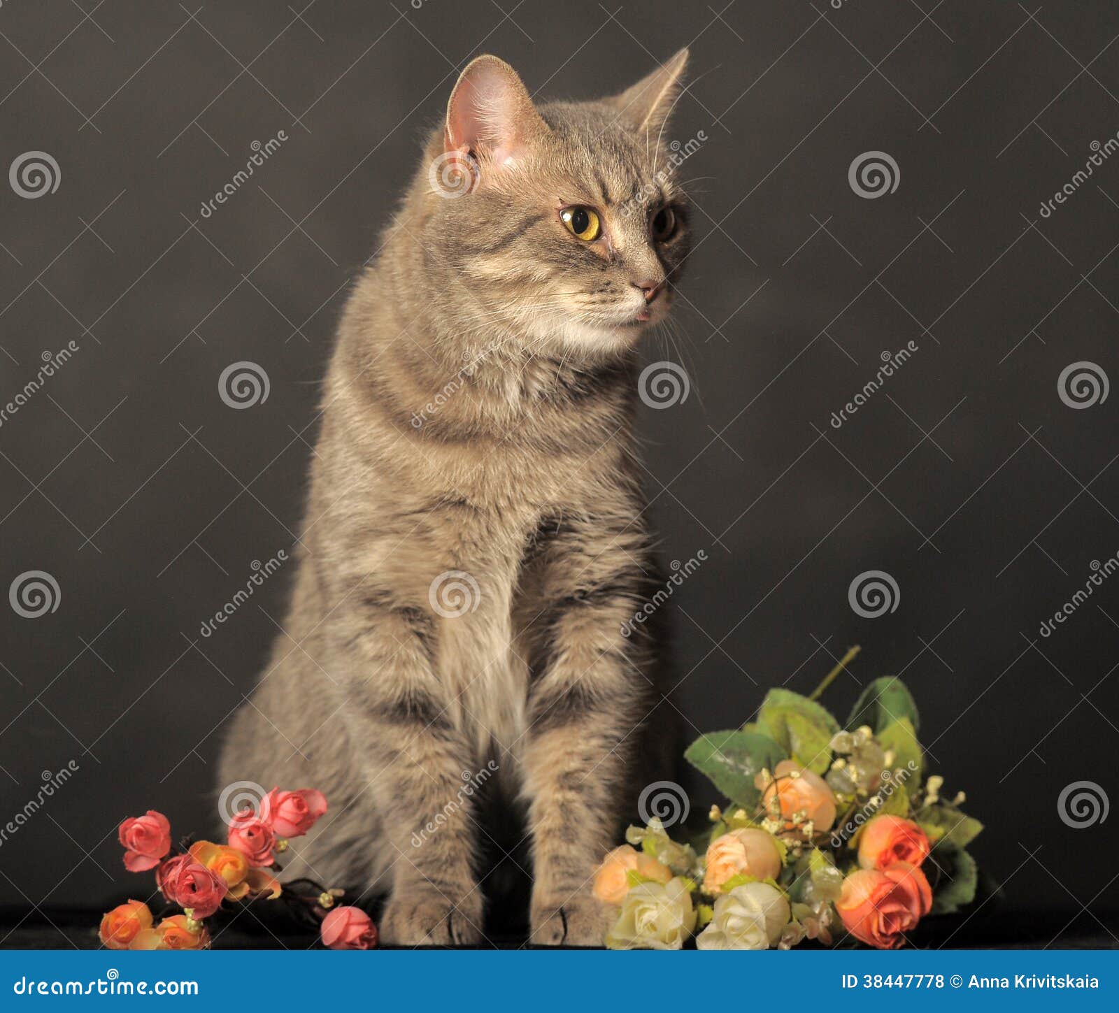 Gray Cat on Gray Background Stock Photo - Image of animal, background ...