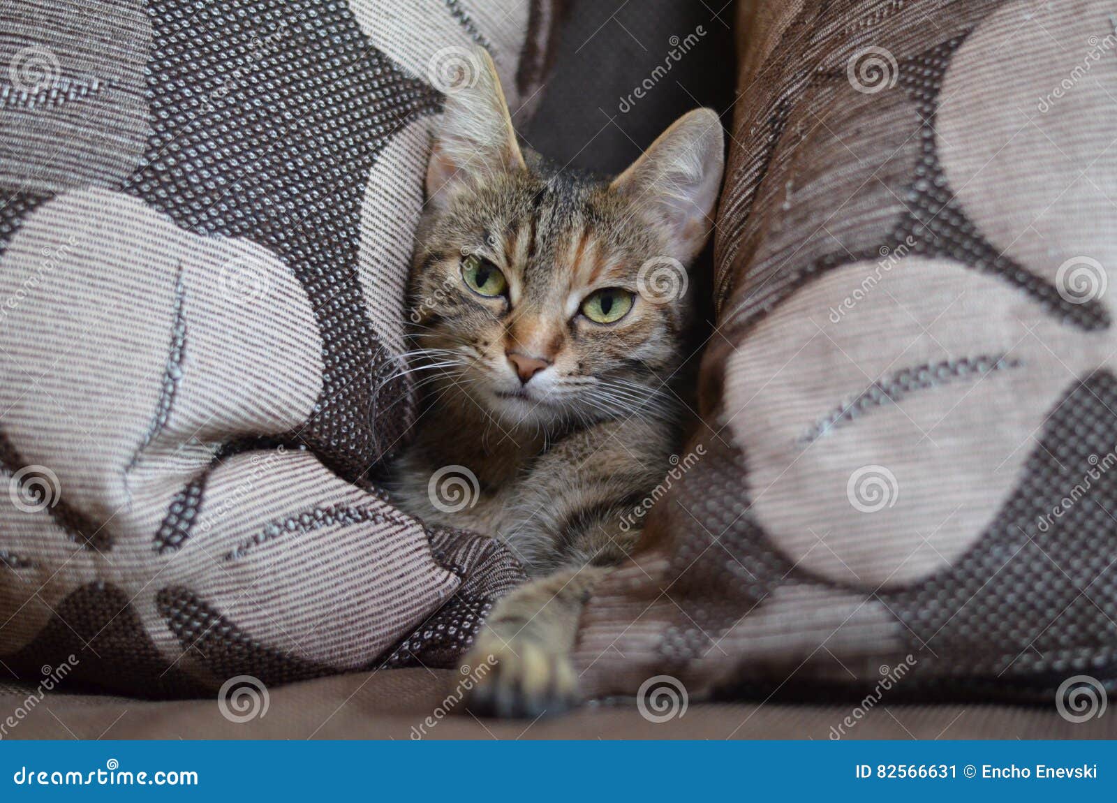 Gray cat stock image. Image of fluffy, home, background - 82566631