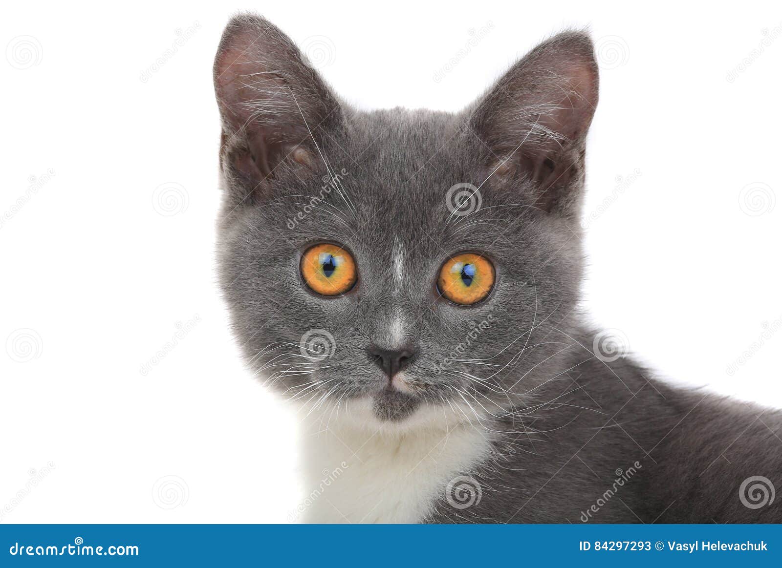 Gray cat stock image. Image of animal, gray, kitten, shot - 84297293