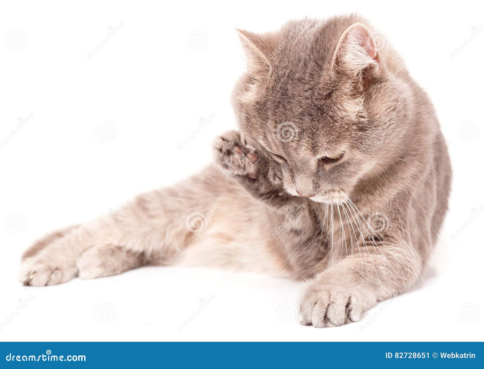 The Gray Cat Lies and Washes. Stock Image - Image of gray, face: 82728651