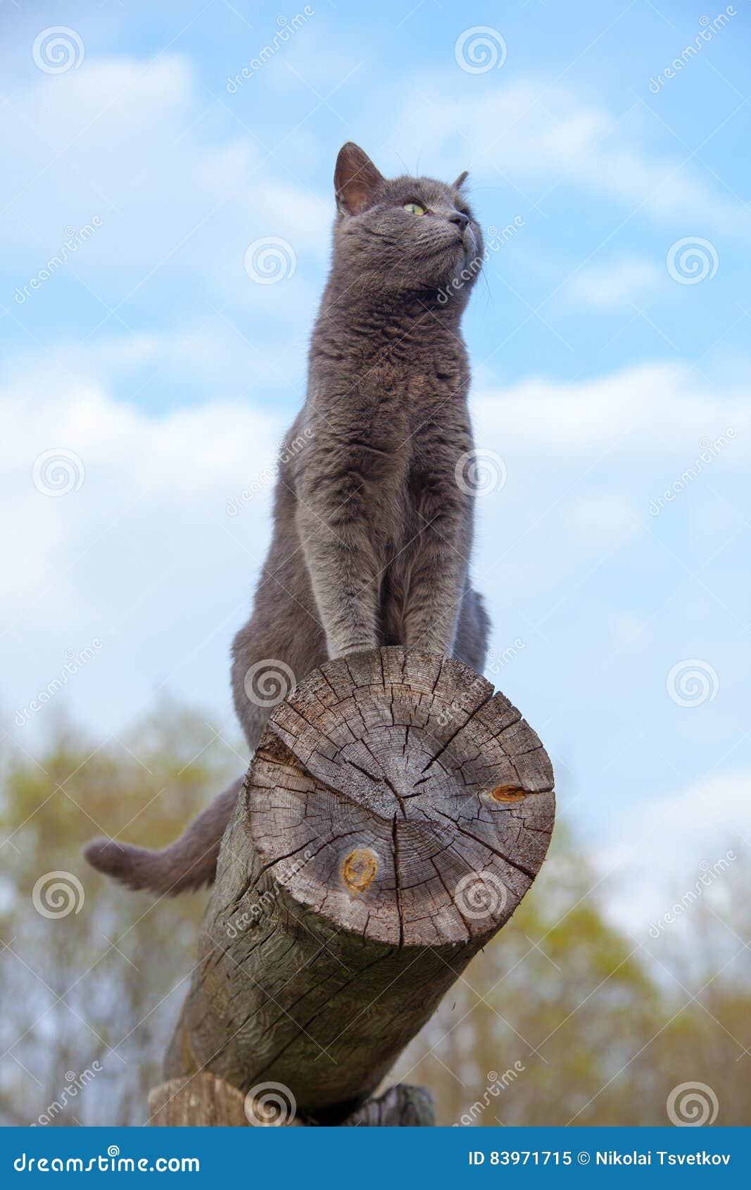 Gray cat on a log stock image. Image of tree, scene, tranquil - 83971715