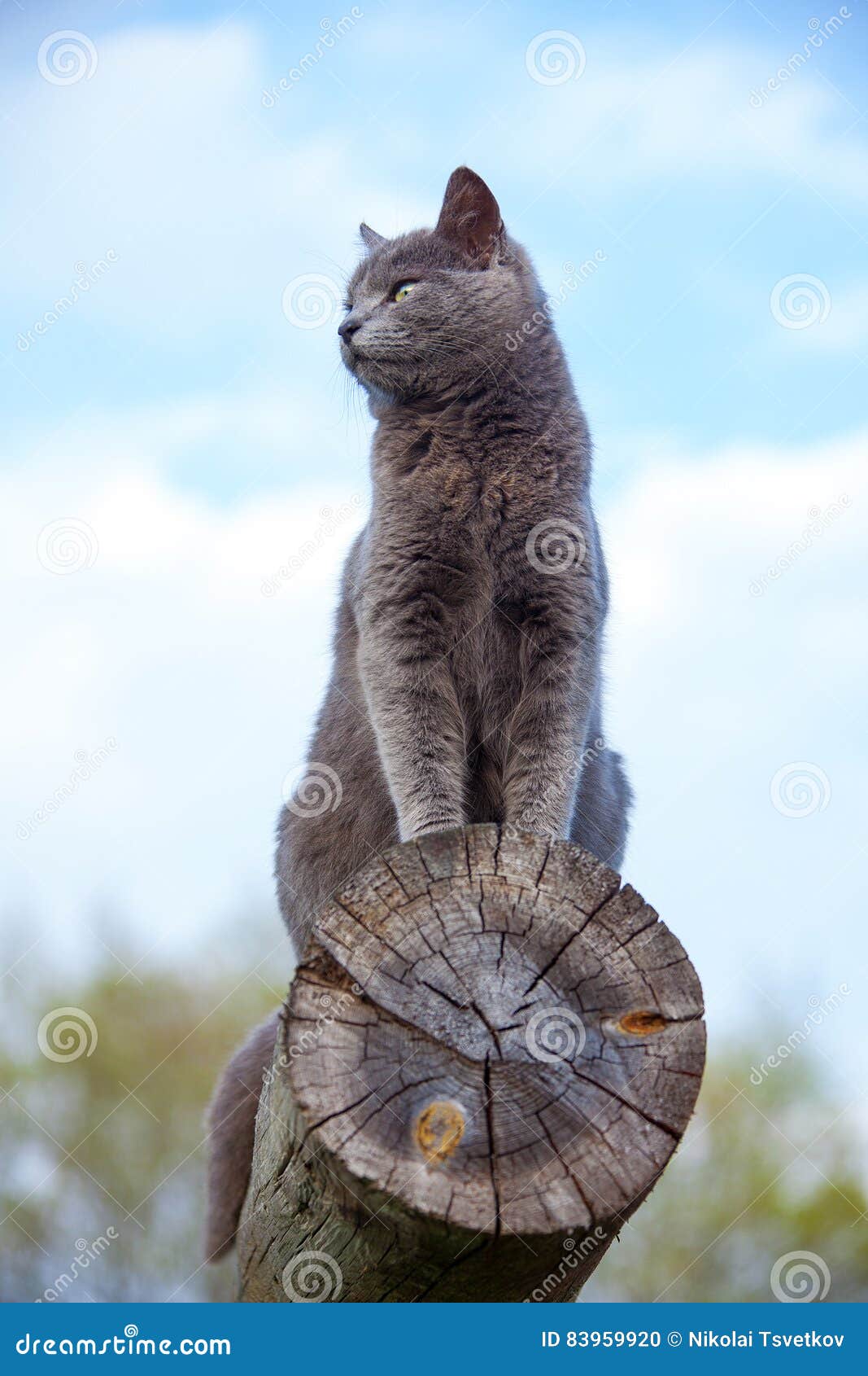 110 Cat Top Log Stock Photos - Free & Royalty-Free Stock Photos from ...