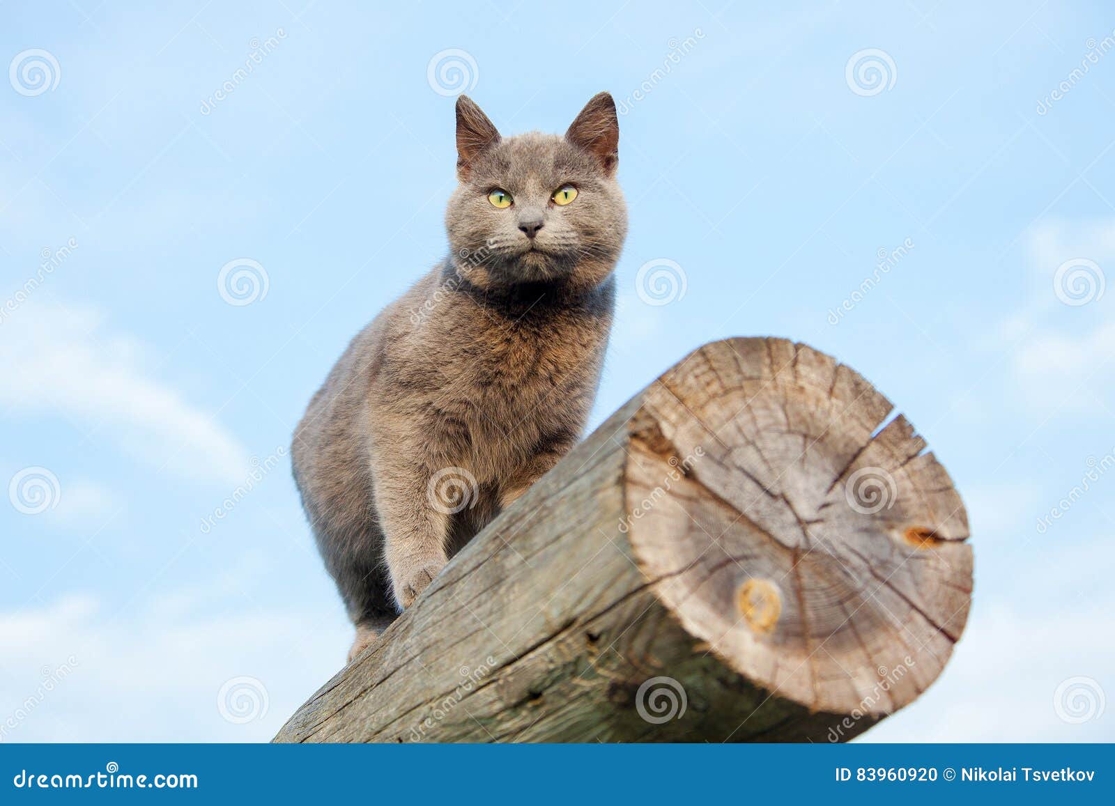 Gray cat on a log stock photo. Image of hair, rural, anger - 83960920