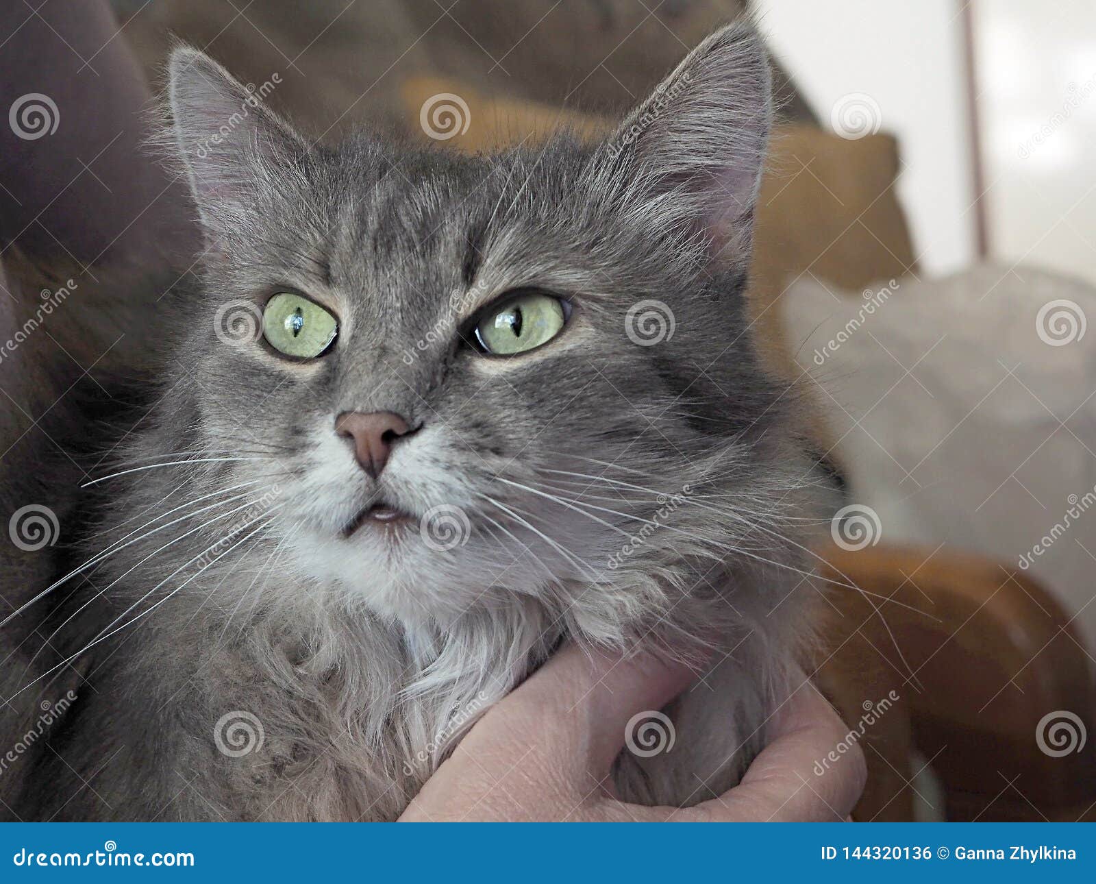 Gray cat look to the side stock photo. Image of feline - 144320136