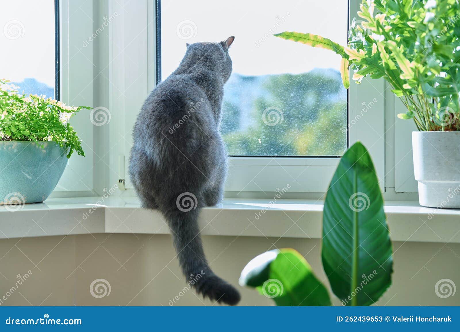 Gray Cat Looking Out the Window, Sitting on Windowsill, Back View Stock ...