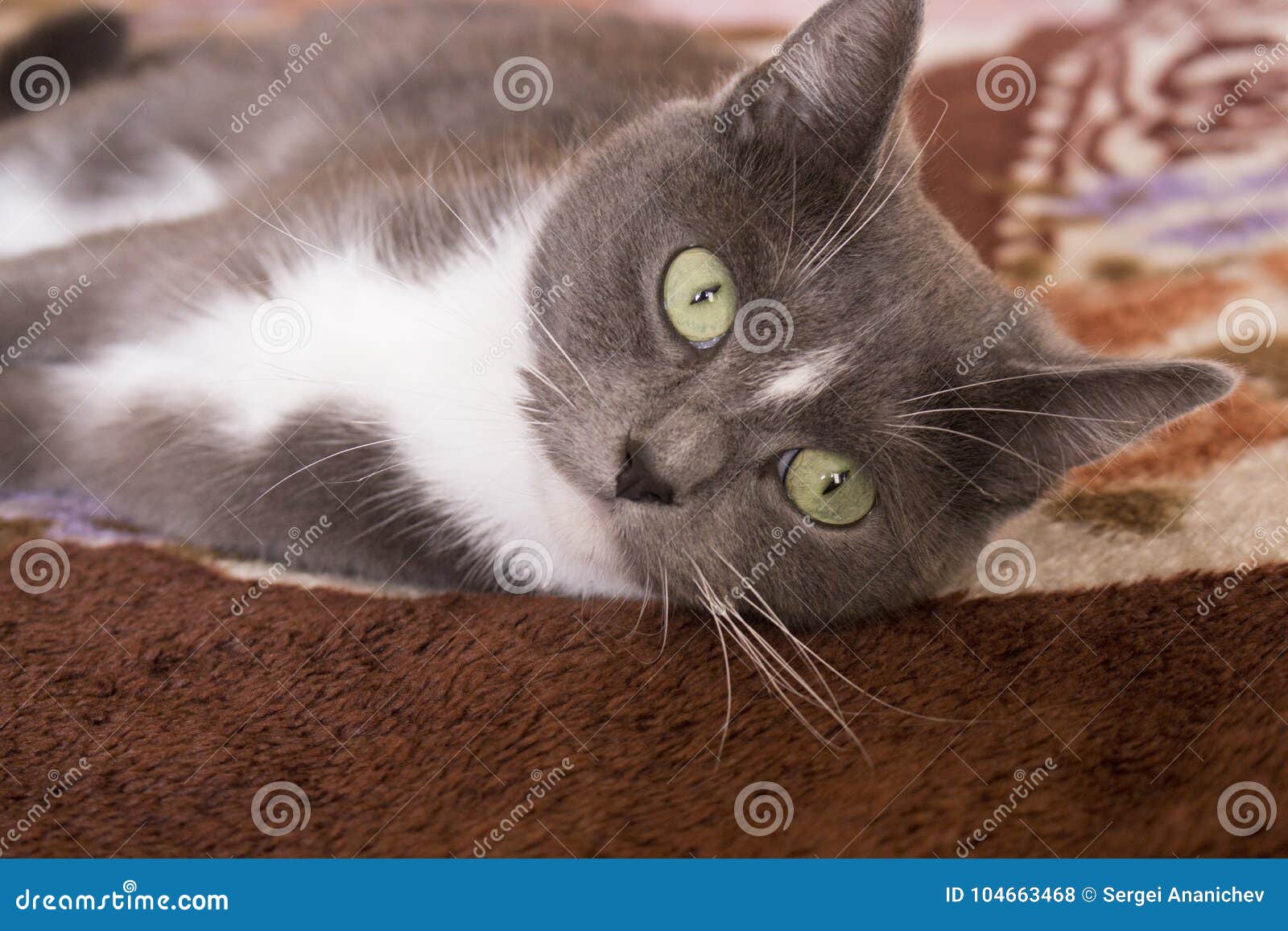 Gray cat lying on couch stock photo. Image of home, grey - 104663468