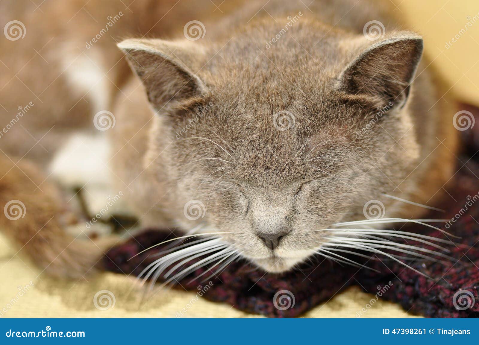 Gray cat. stock image. Image of closed, comfort, snout - 47398261