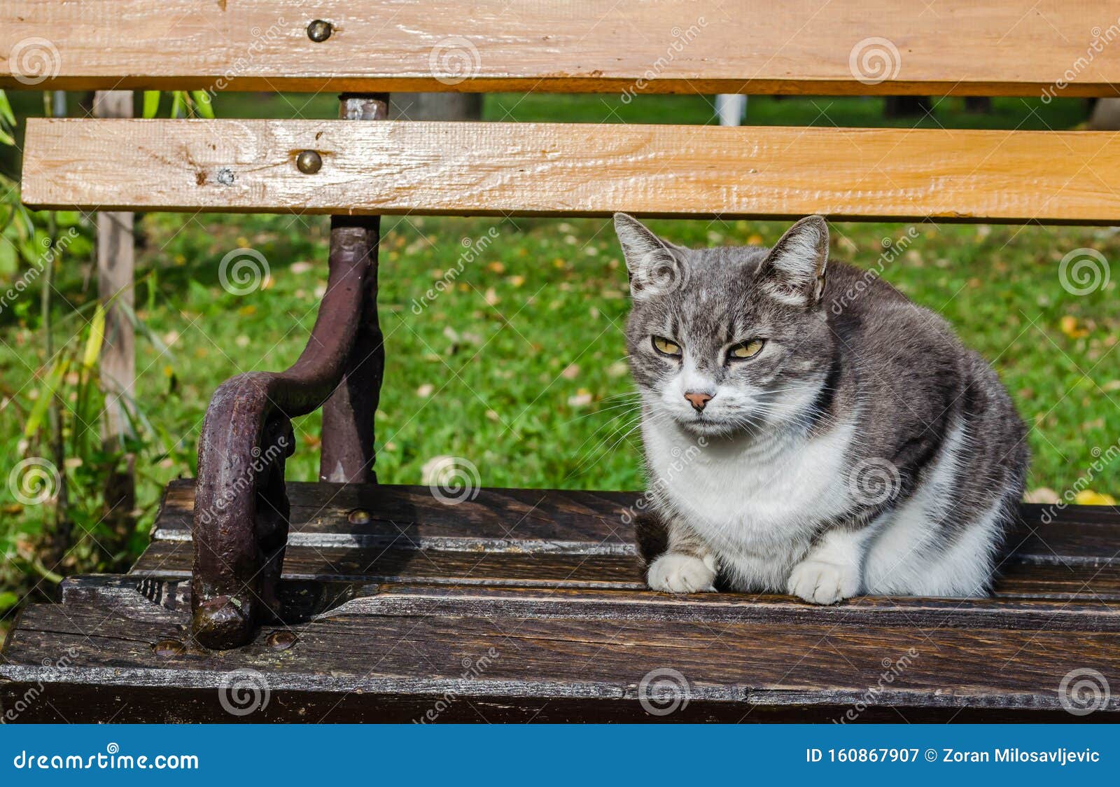 Gray cat on a park bench stock image. Image of black - 160867907