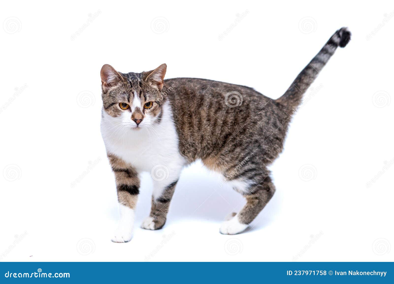 Gray Cat on a Neutral White Background Stock Photo - Image of animal ...