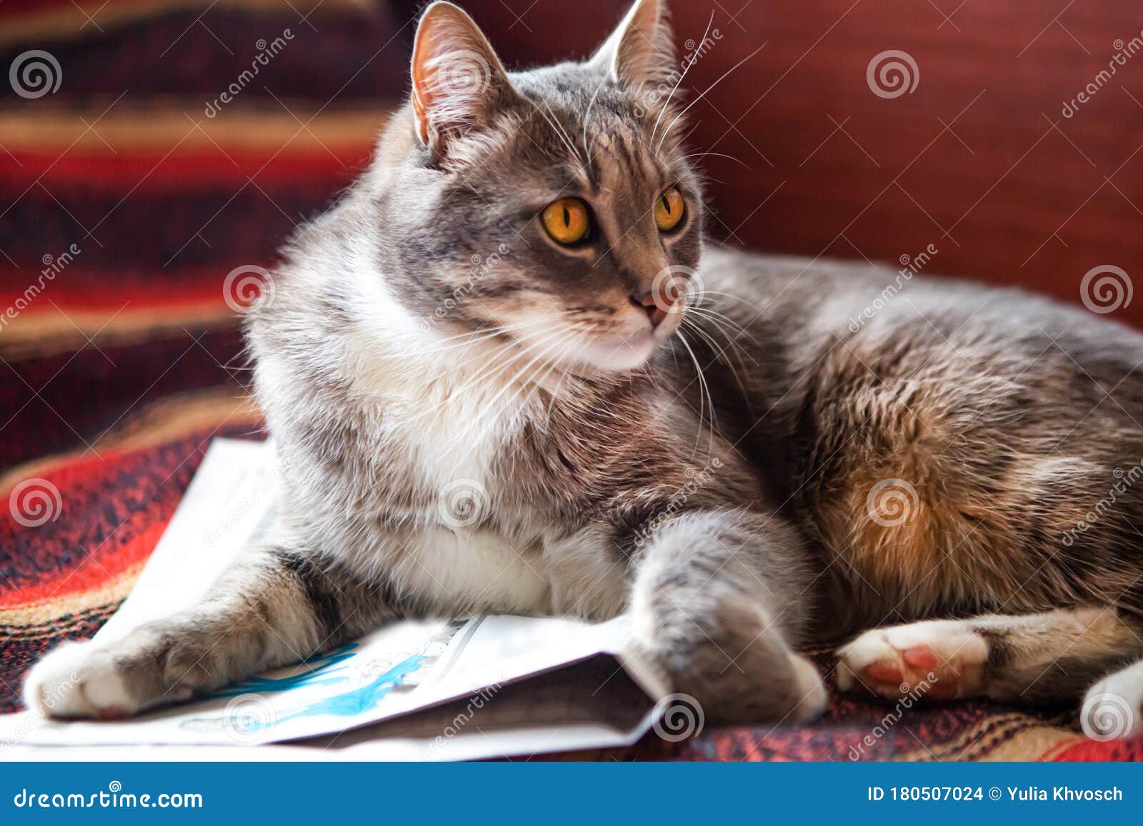 Gray cat with newspaper stock photo. Image of mammal - 180507024