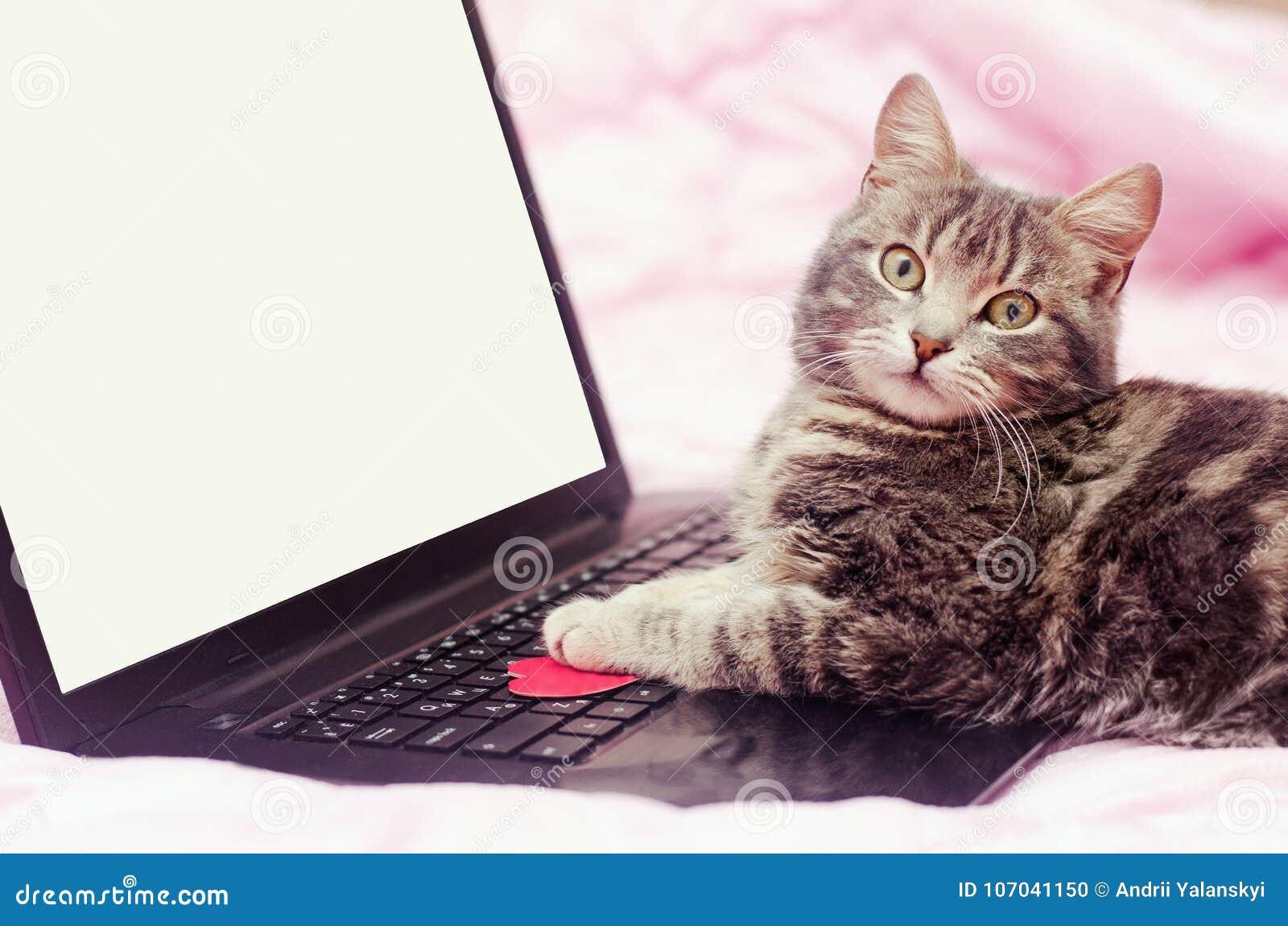 Gray Cat at Notebook , Pink Background Stock Photo - Image of ...