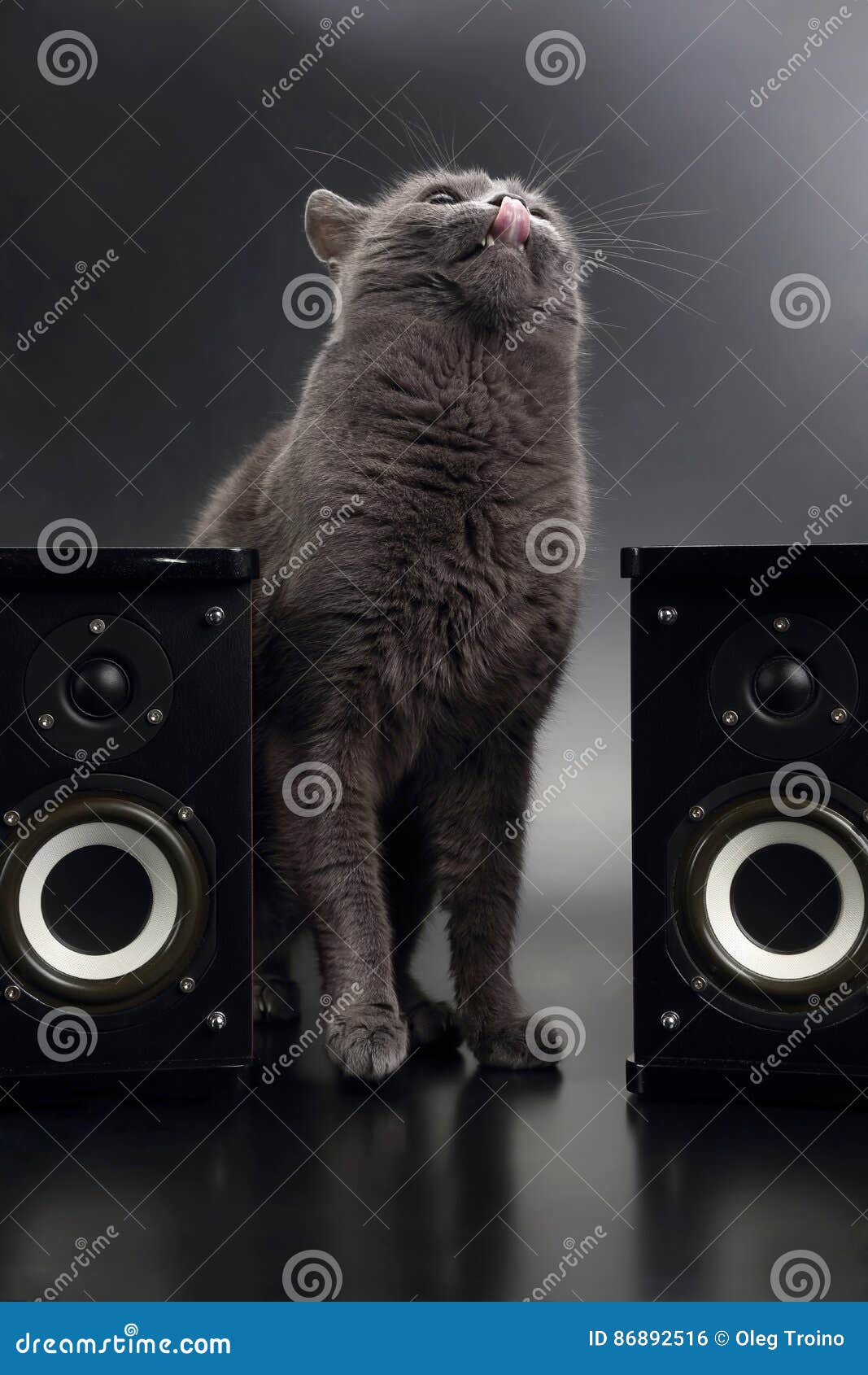 Gray Cat with Open Mouth Singing with Two Stereo Audio Speakers Stock ...