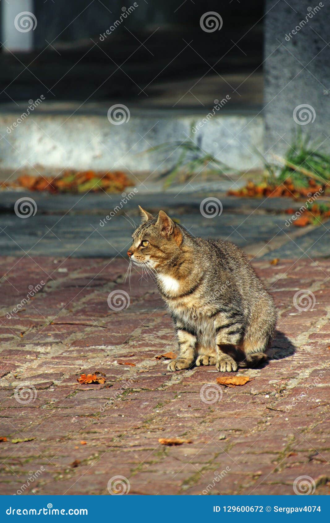 Gray cat on paving slabs stock photo. Image of look - 129600672