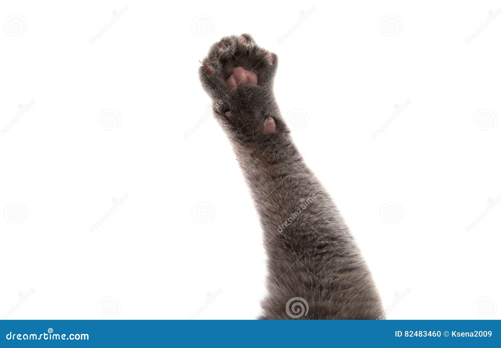Gray cat paw stock photo. Image of animal, young, pretty - 82483460