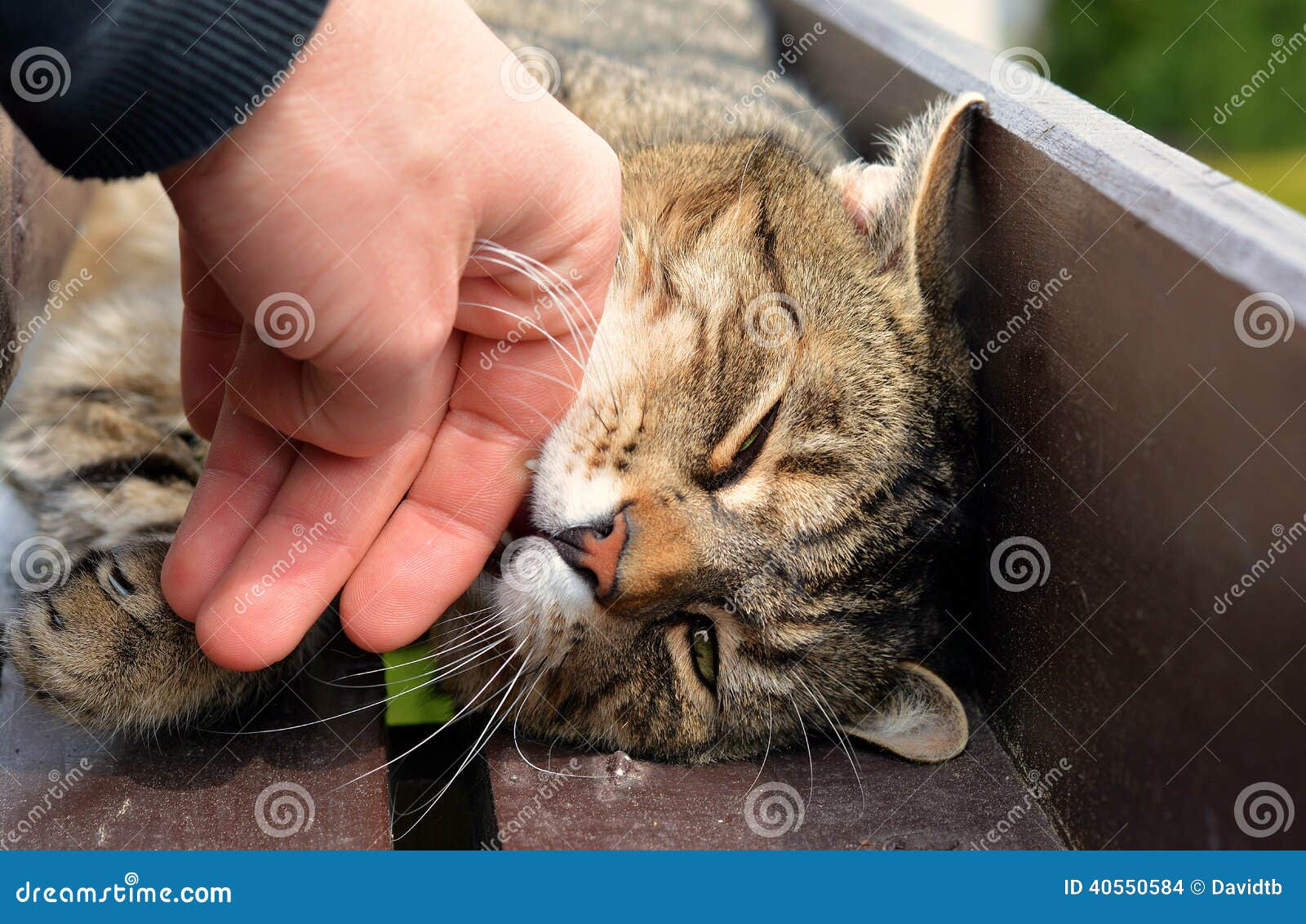 Gray Cat Playing with the Hand of His Master Stock Photo - Image of ...