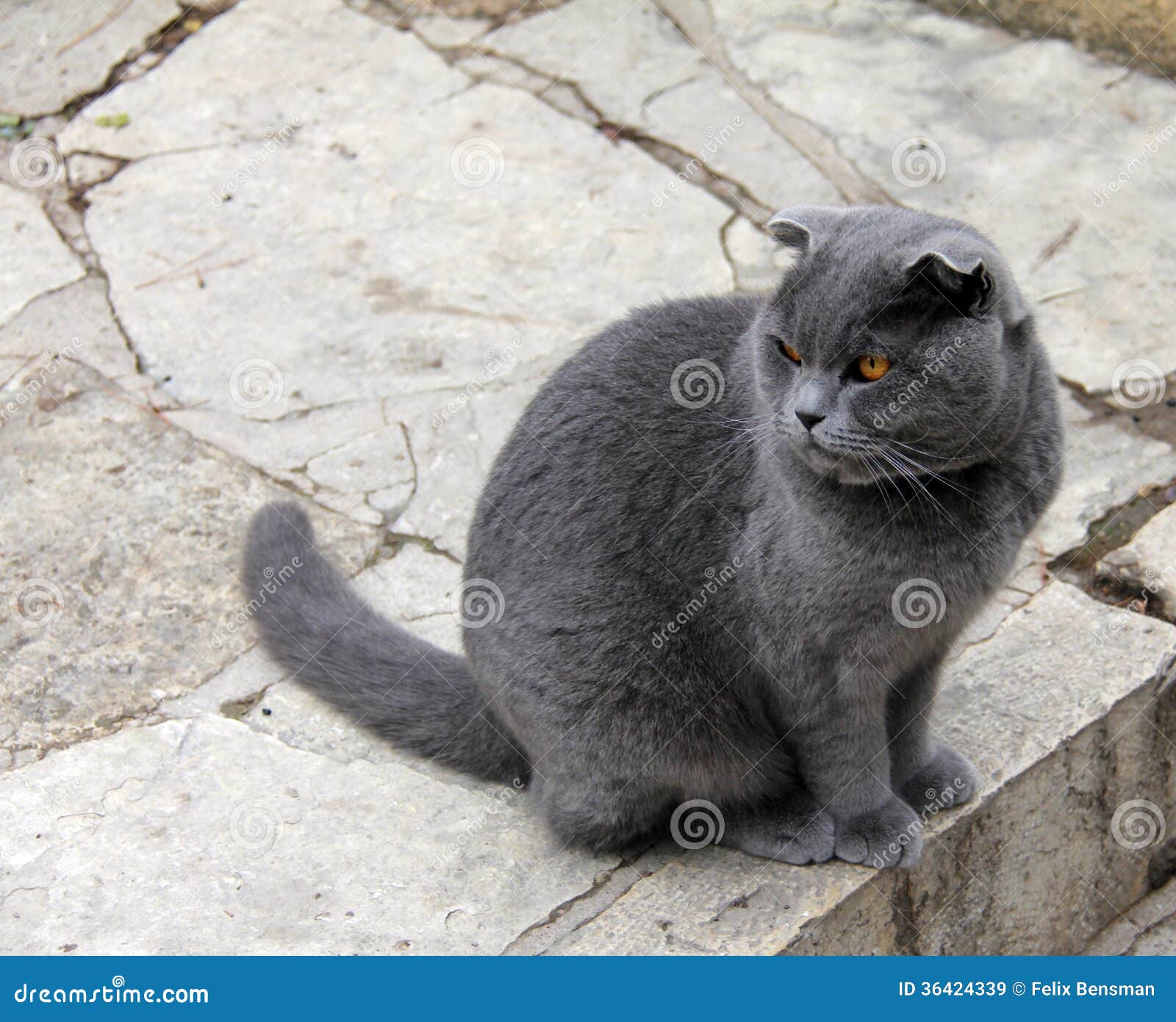 Gray cat stock image. Image of macro, away, front, color - 36424339