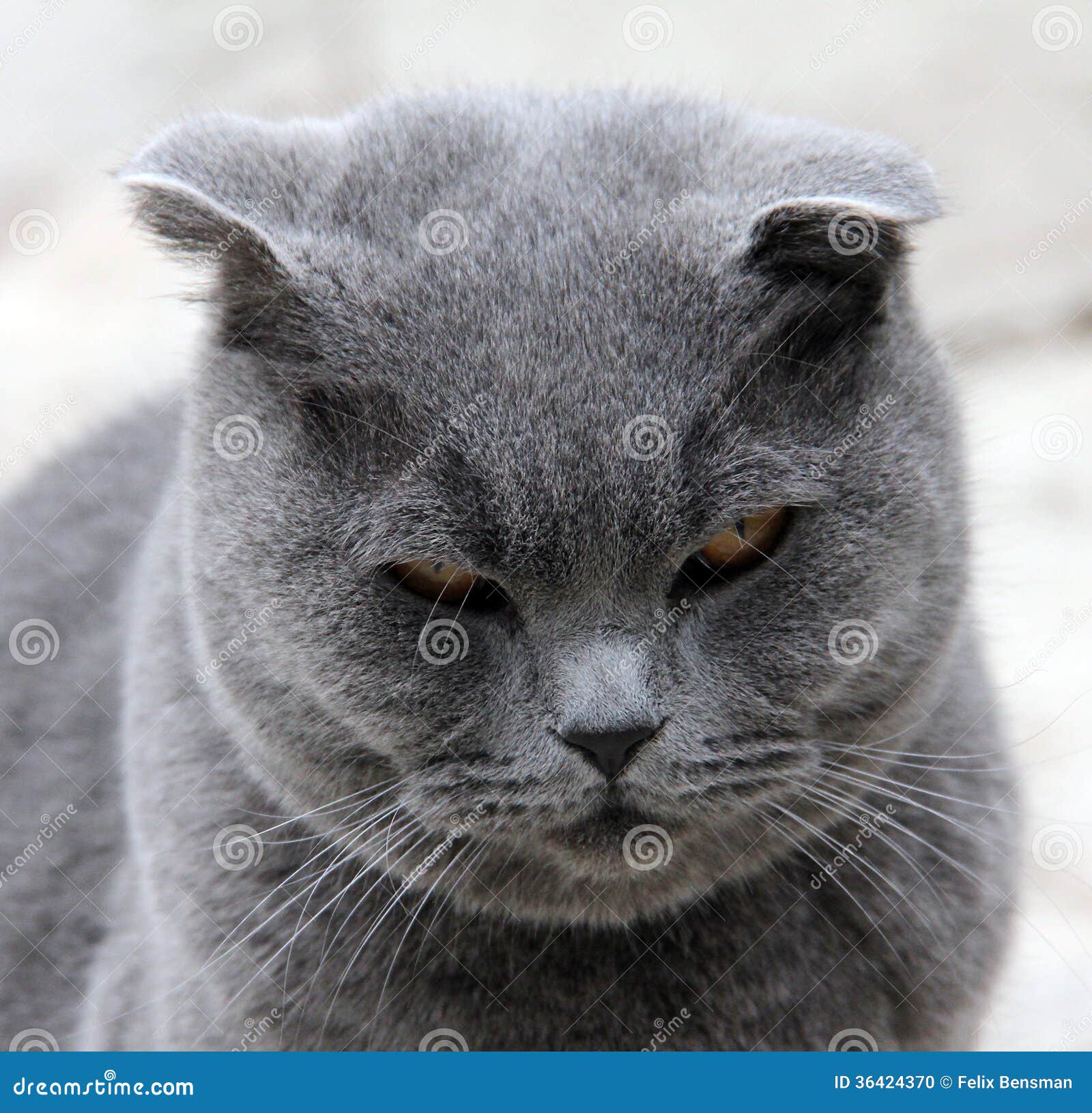 Gray cat stock photo. Image of beauty, nose, curiosity - 36424370