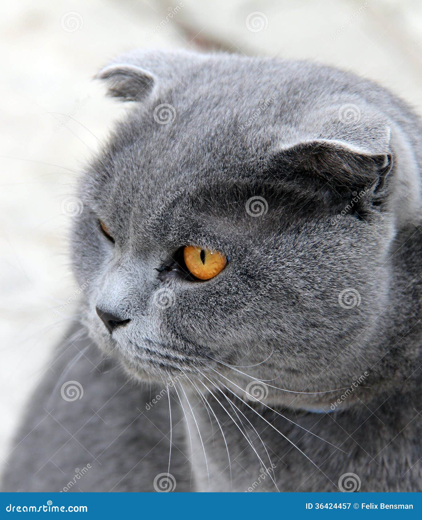 Gray cat stock image. Image of nature, beautiful, background - 36424457