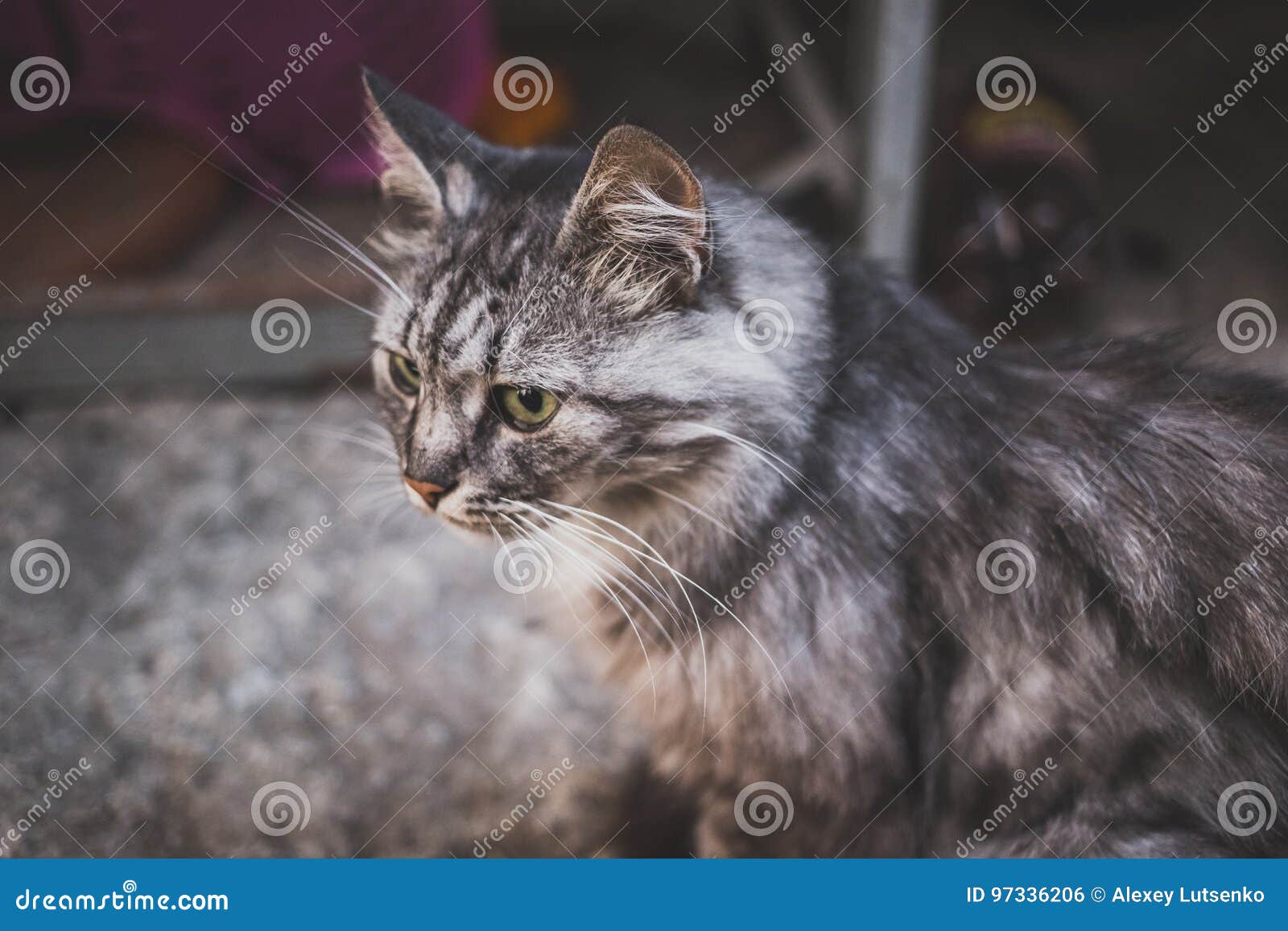 Gray cat stock photo. Image of beautiful, adorable, cute - 97336206