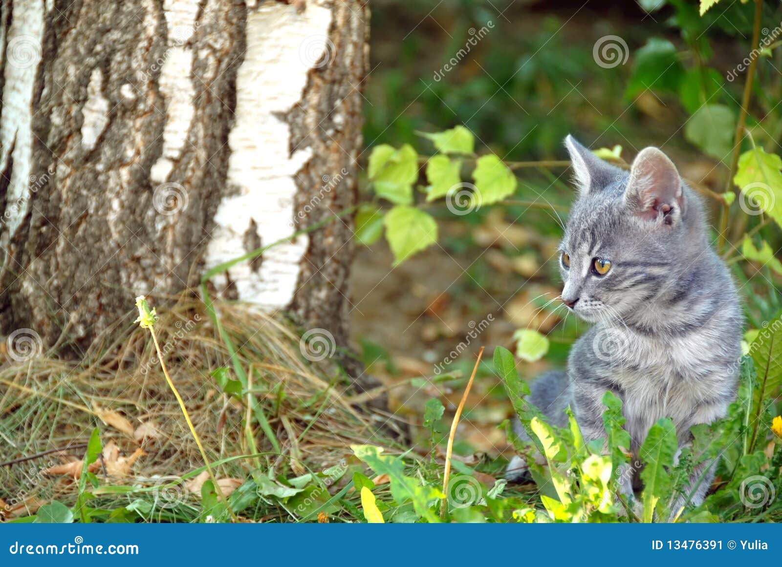 Gray cat portrait outdoor stock image. Image of mixed - 13476391