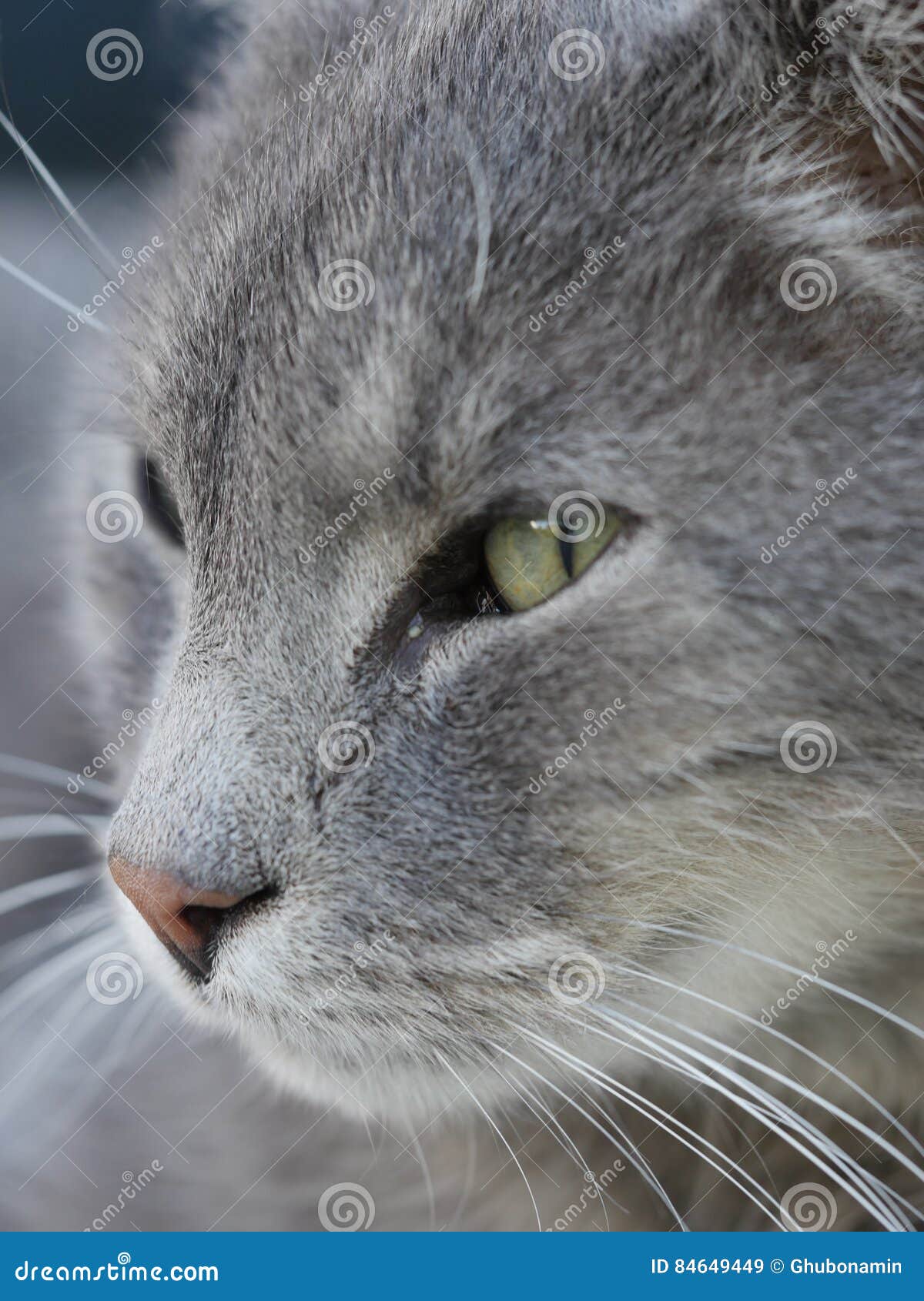 Gray cat portrait stock image. Image of background, close - 84649449