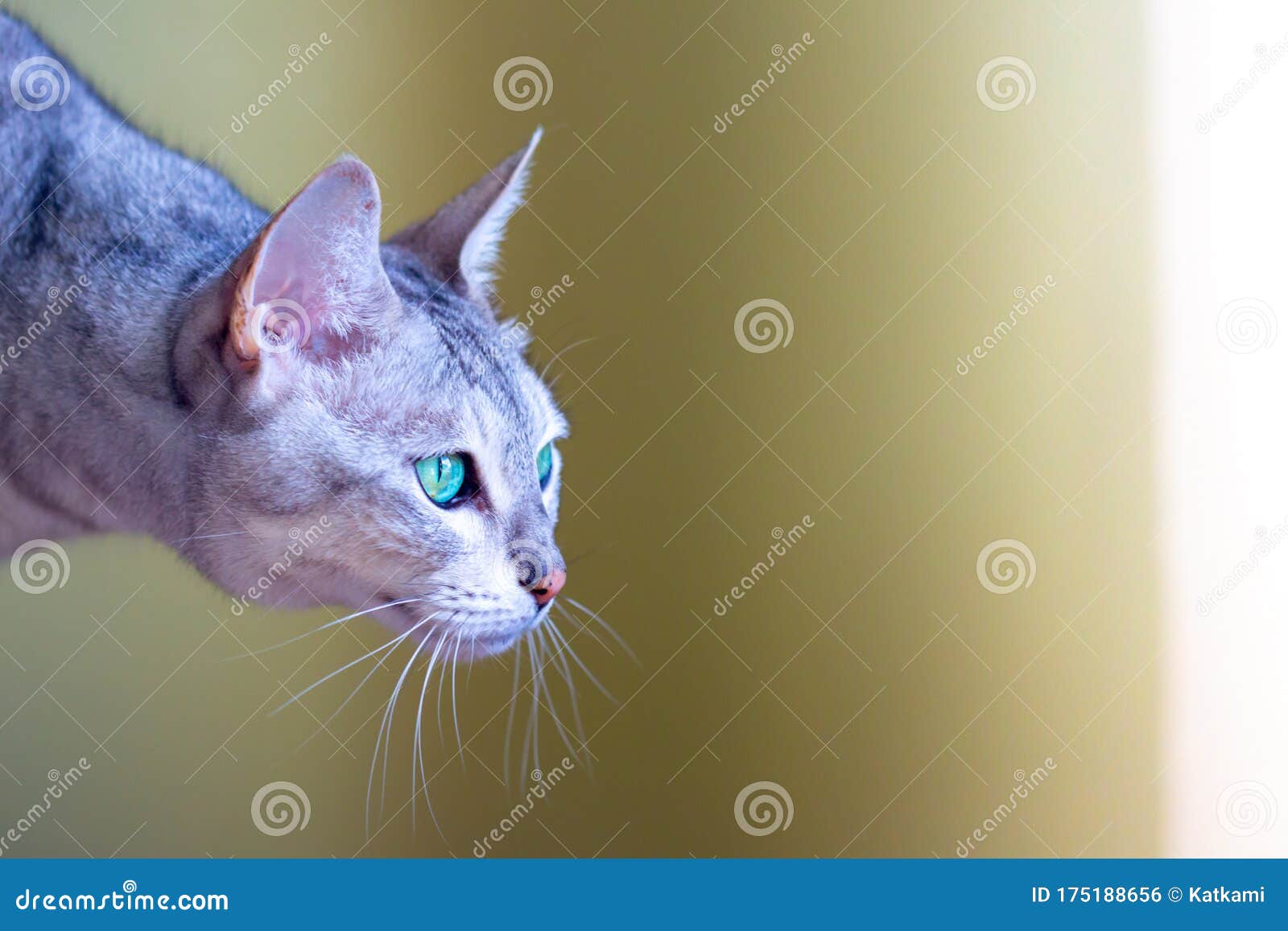 Gray Cat in Pounce Position Stock Photo - Image of play, jumping: 175188656