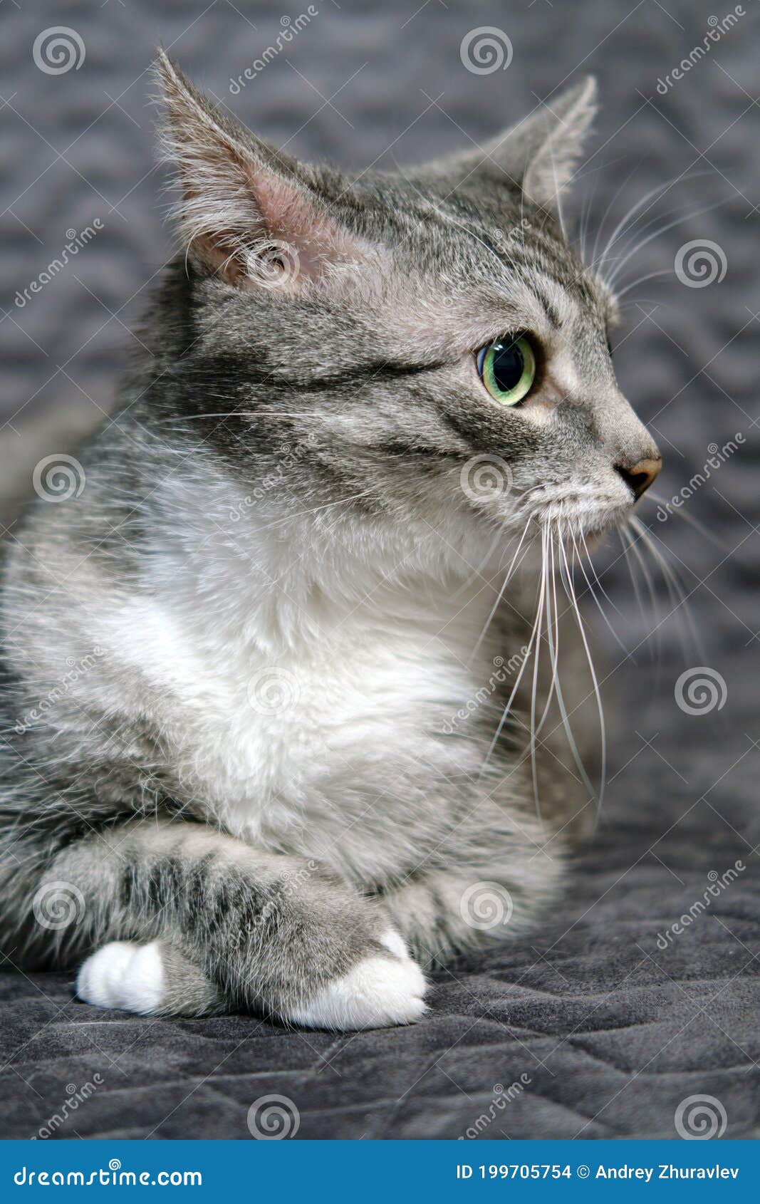 Gray Cat Pricked Up Ears and Listens Scaredly Stock Photo - Image of ...