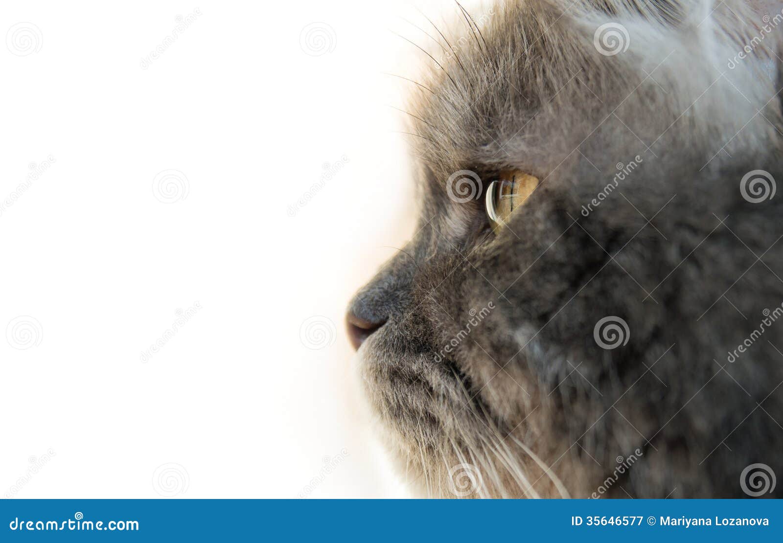 Gray Cat Profile stock image. Image of view, cute, objects - 35646577