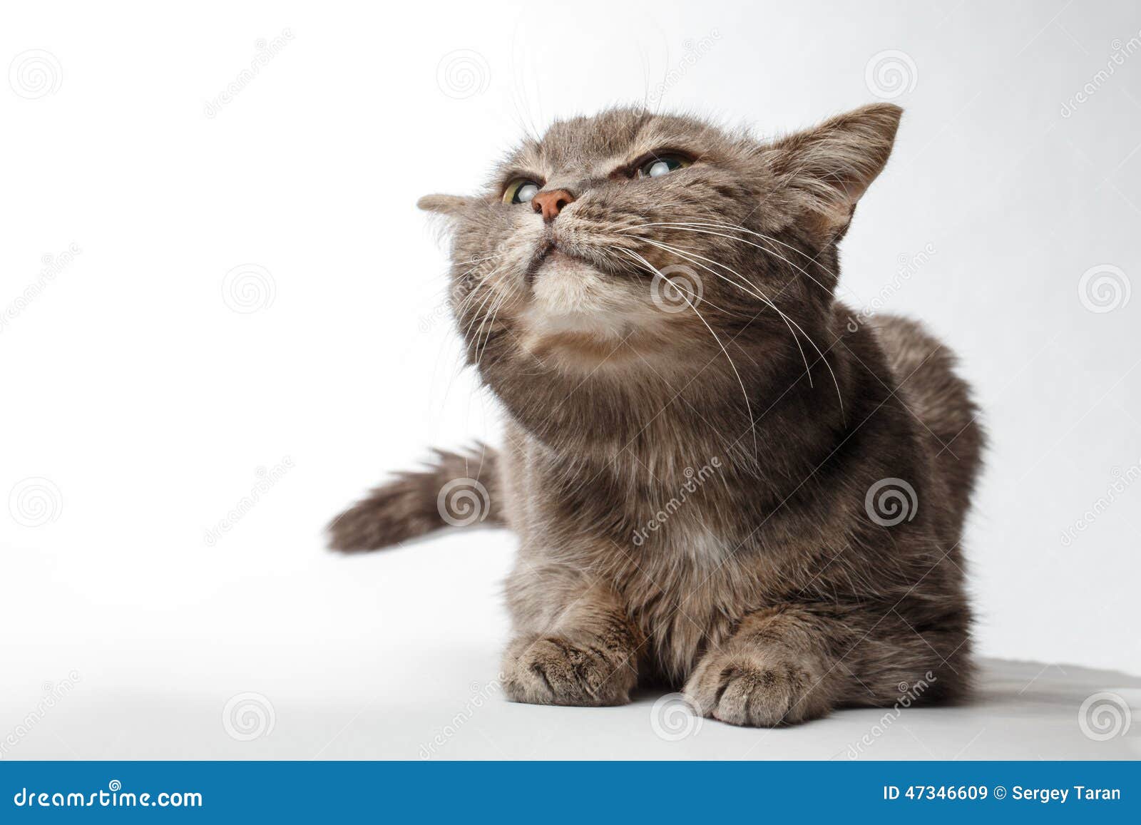 Gray Cat Rather Squints and Smiling Stock Image - Image of headshot ...