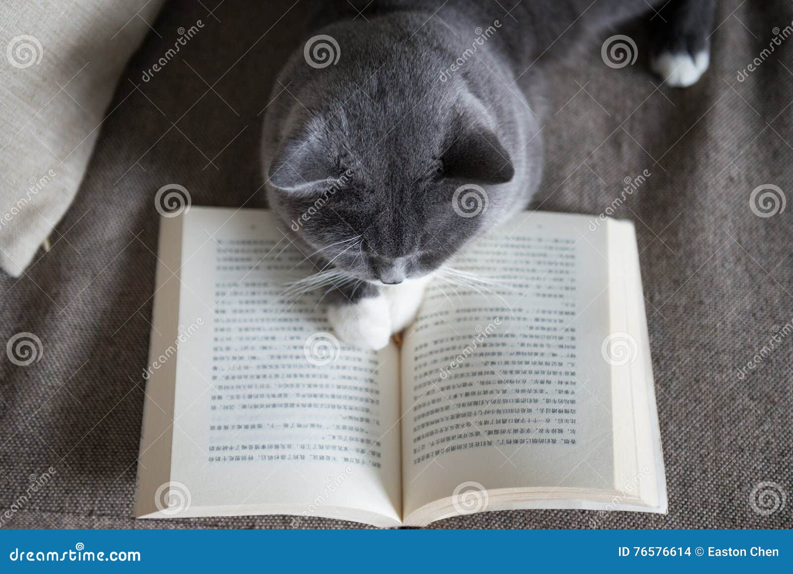 The Gray Cat is Reading a Book Stock Photo - Image of animal, mammal ...