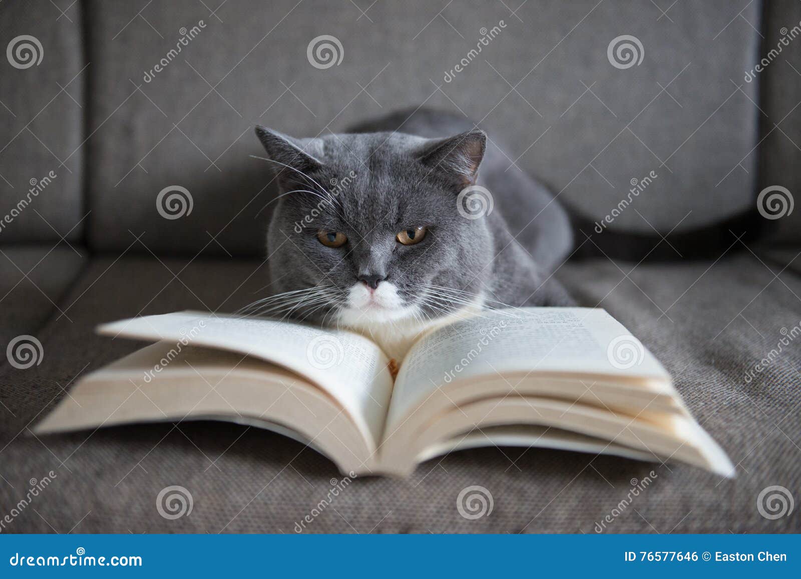 The Gray Cat is Reading a Book Stock Photo - Image of reading, cats ...