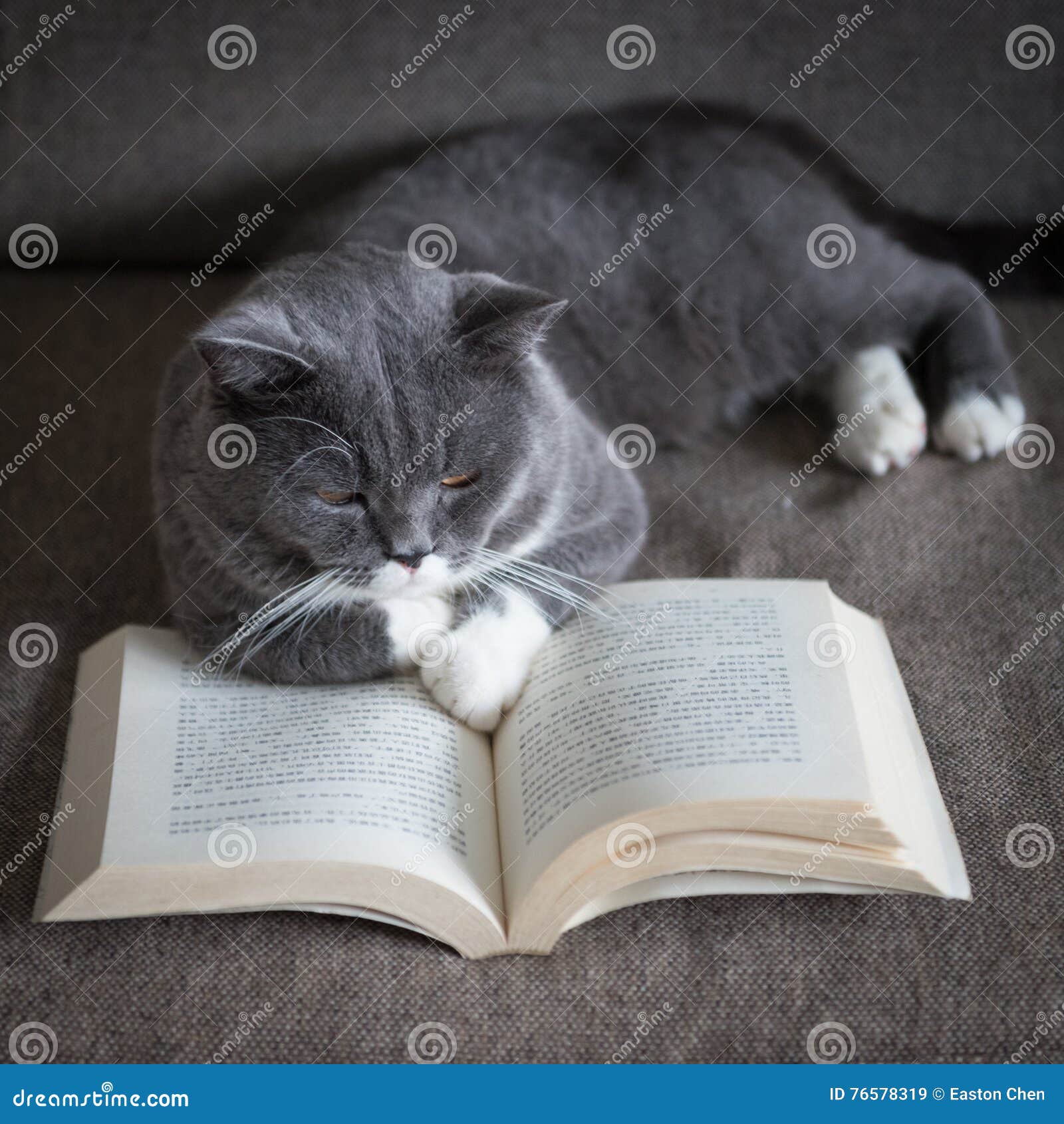 The Gray Cat is Reading a Book Stock Image - Image of bookindoor ...