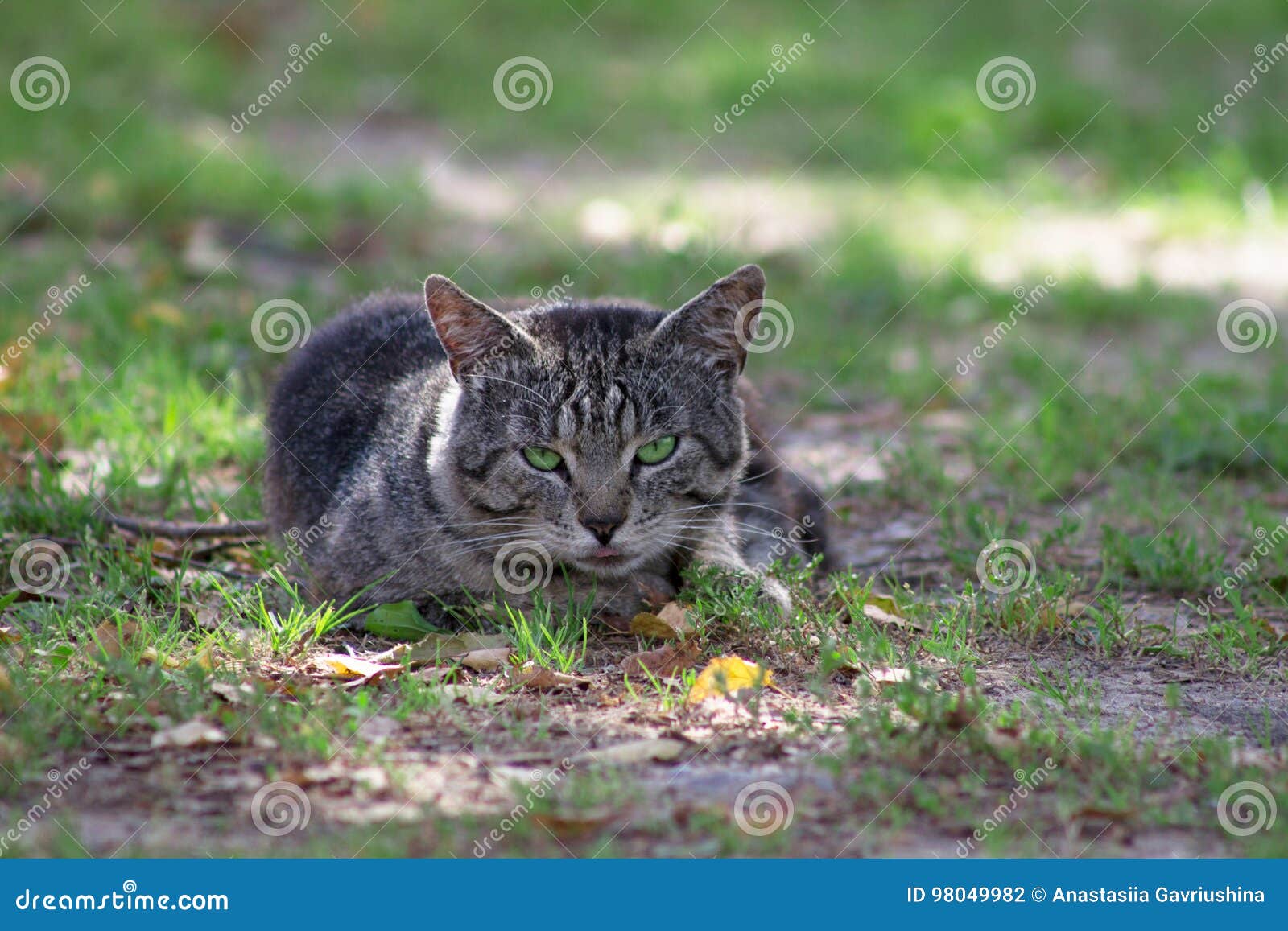 Gray cat stock photo. Image of adorable, resting, animal - 98049982